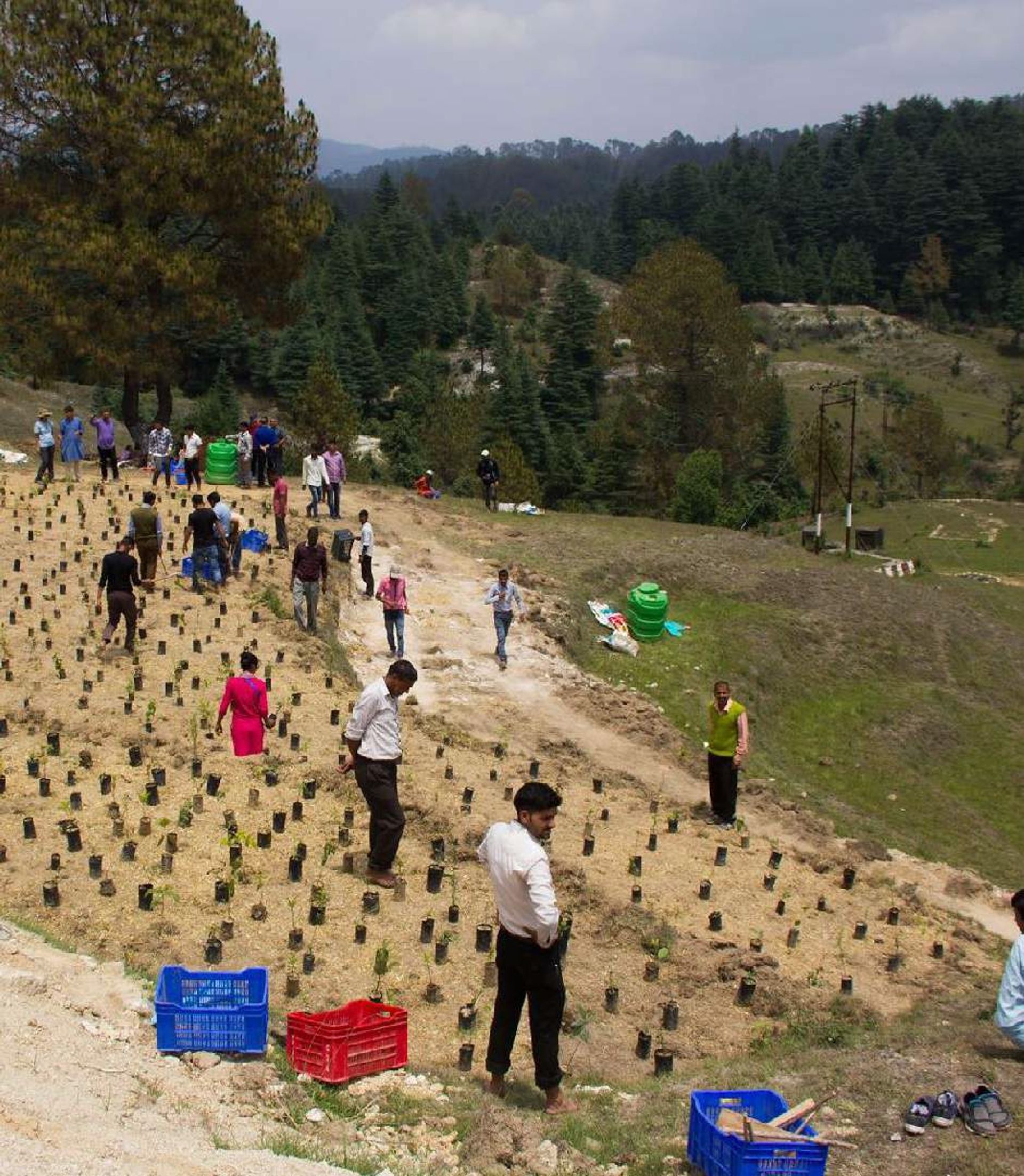 Hasten Ventures: A high-density forest creation technique that is ...