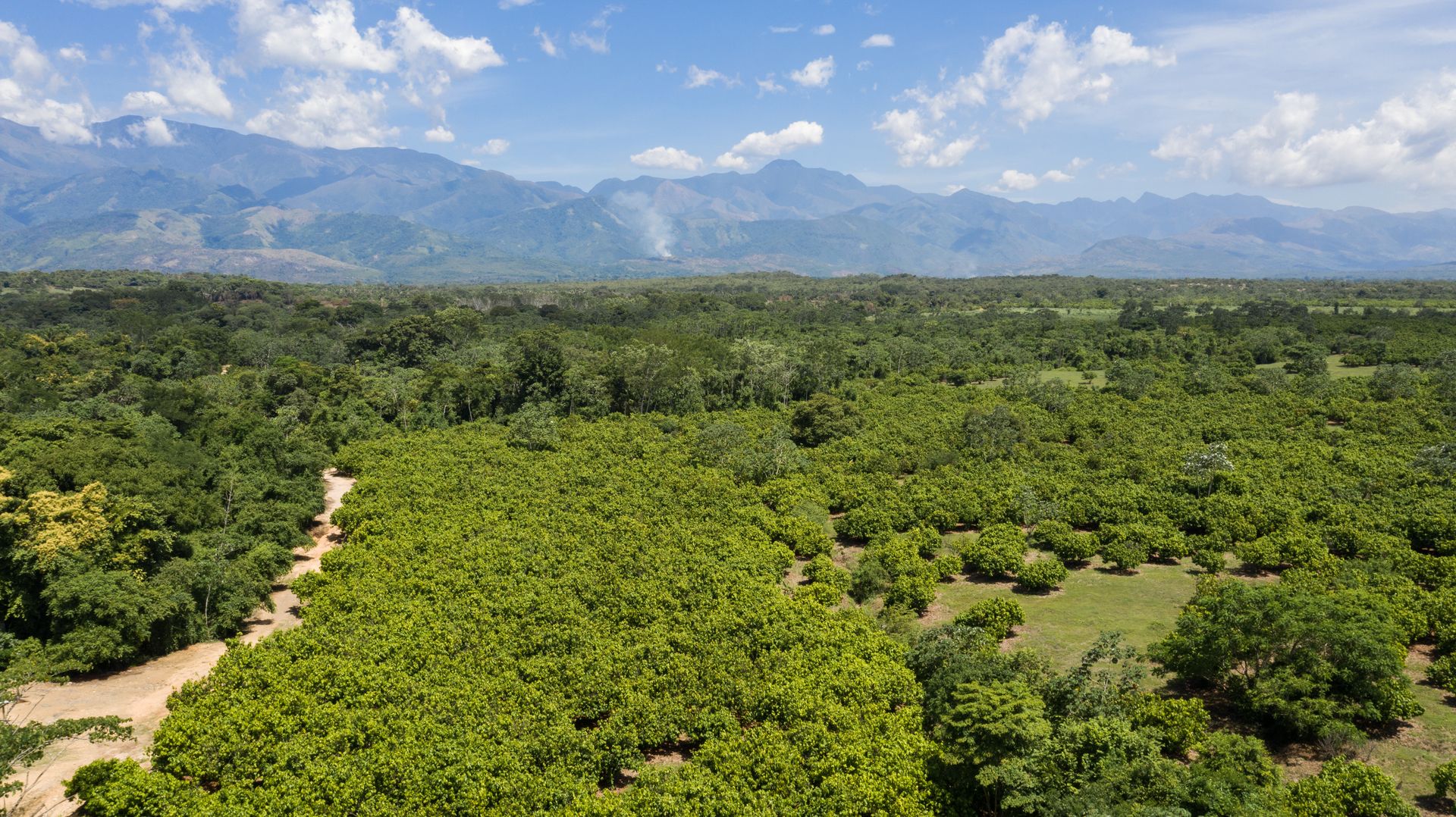 12Tree Finance GmbH: Large Scale Regenerative Agroforestry portfolio ...