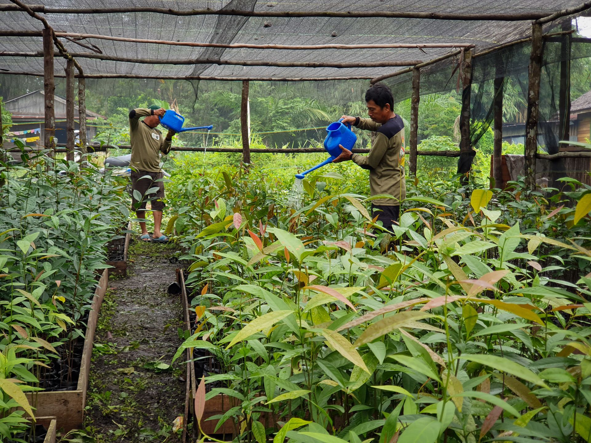 Contribution: Borneo Nature Foundation: Community Conservation of ...