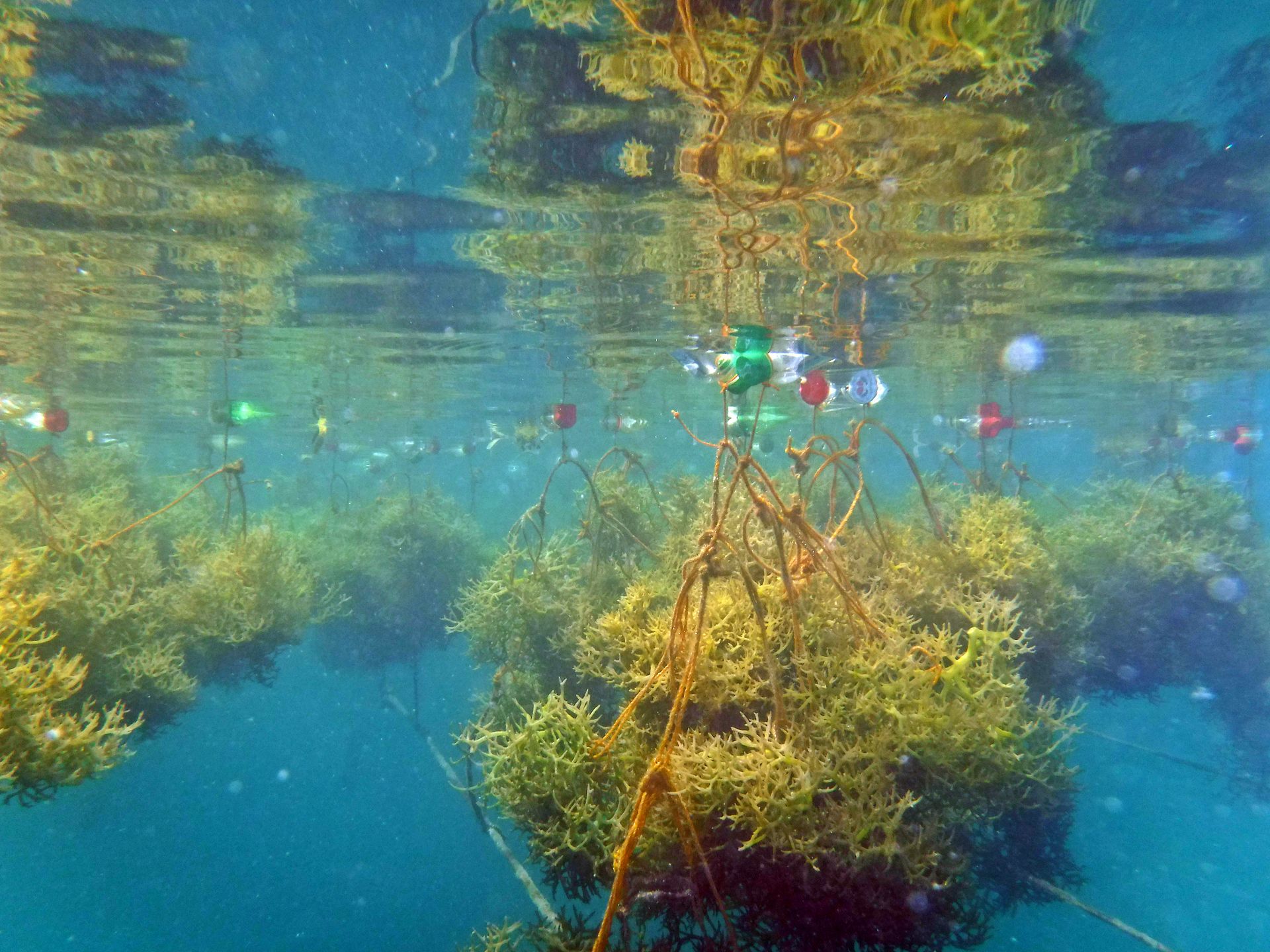 Contribution: Coast 4C