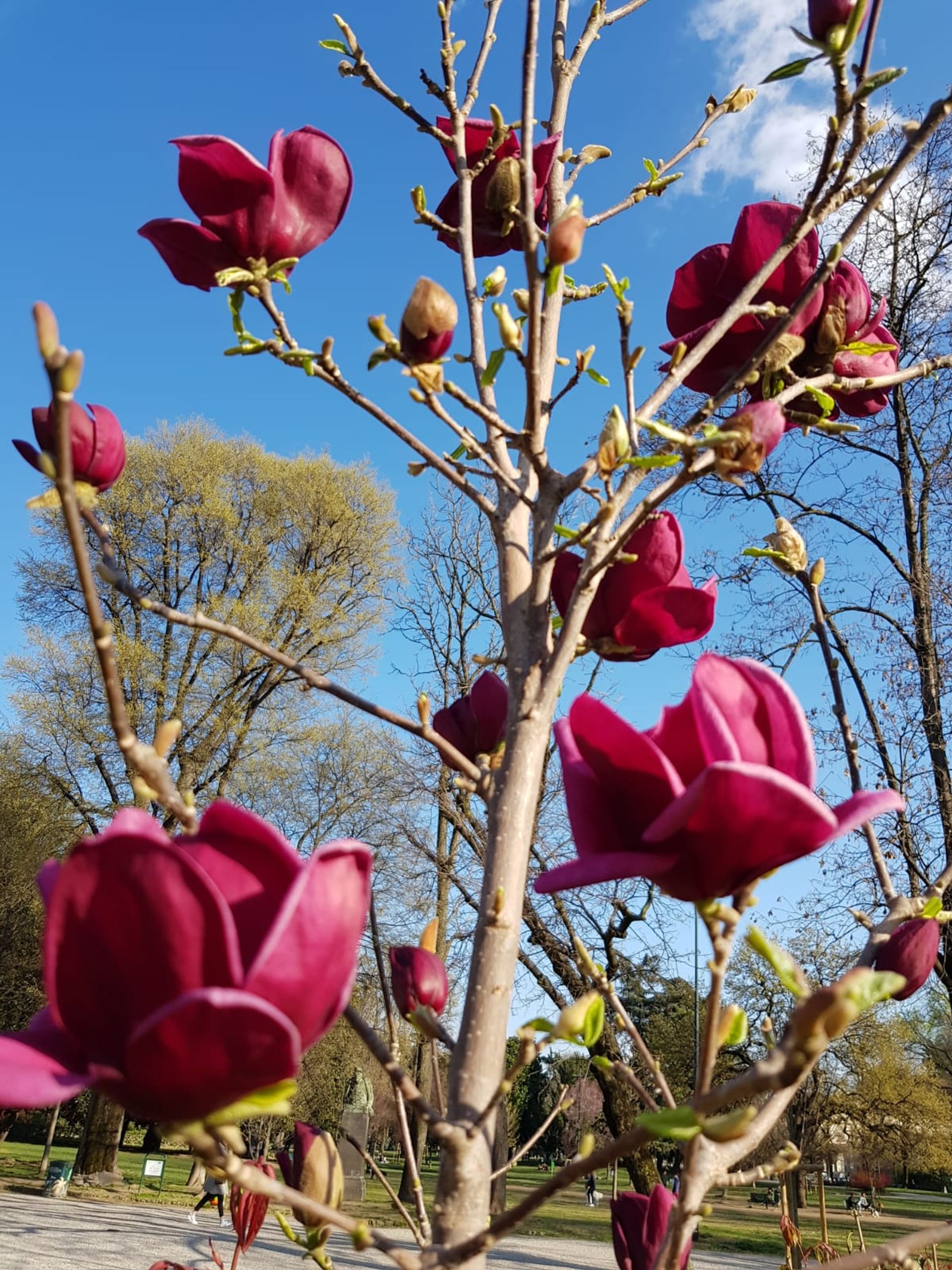 Seed2tree - UpLink - Contribution