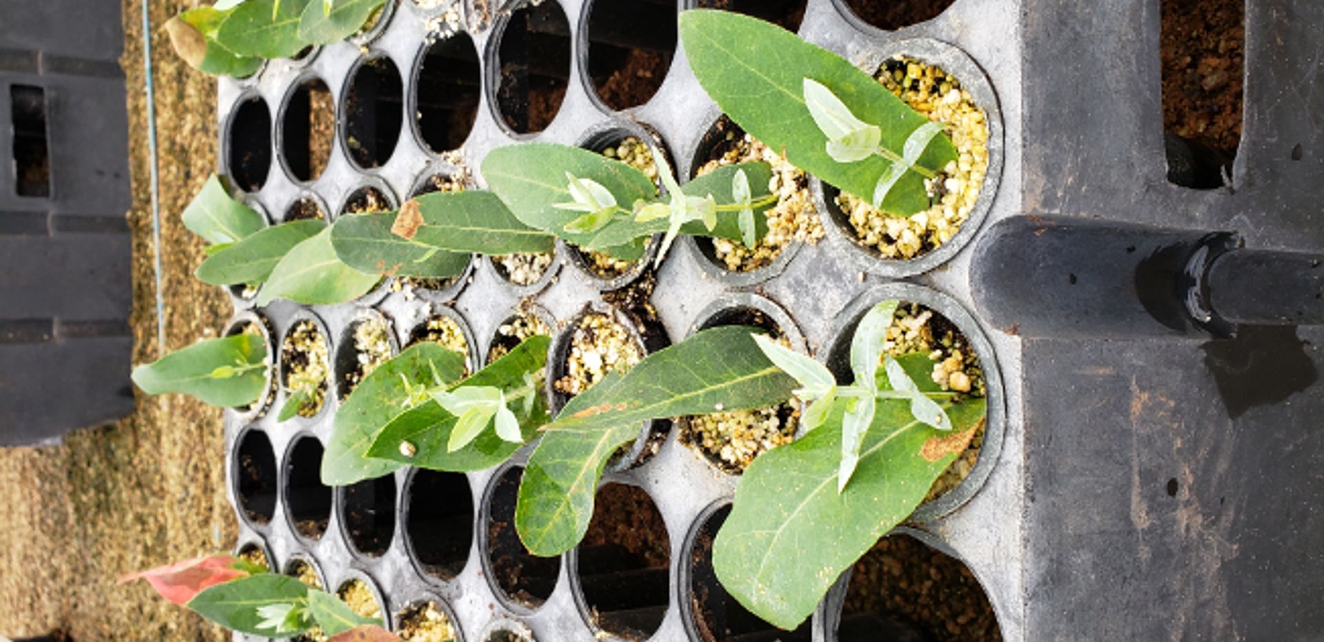 LeafTech - a tool for tree reforestation - UpLink - Contribution