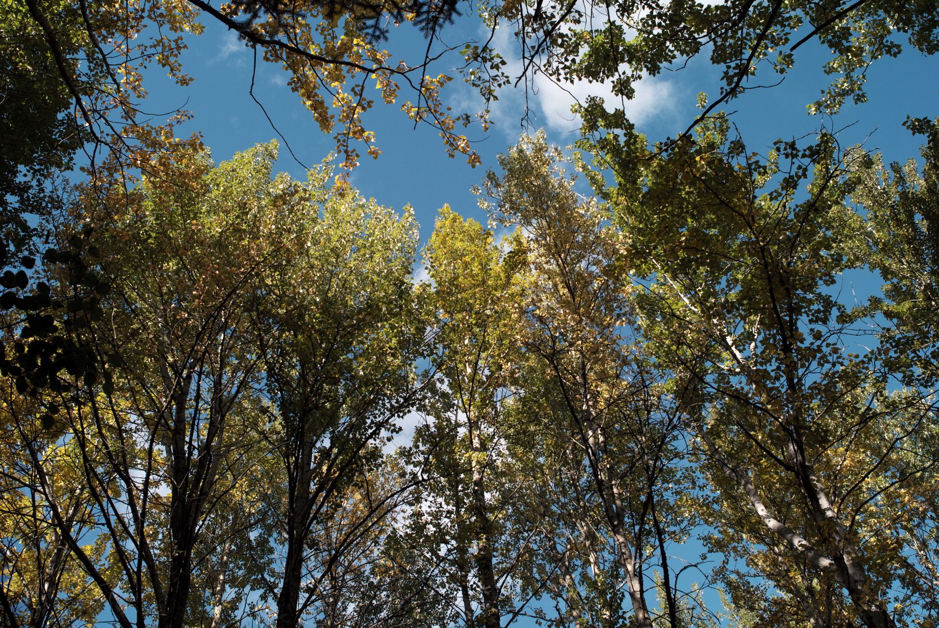 Trust for a world of abundance - UpLink - Contribution