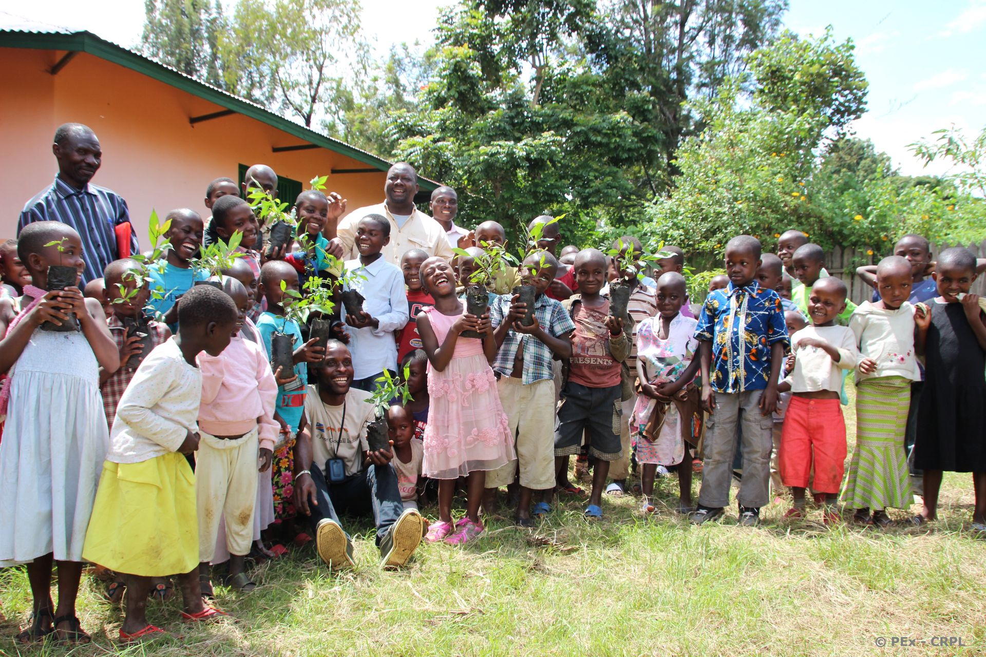 Ape Trees - UpLink - Contribution