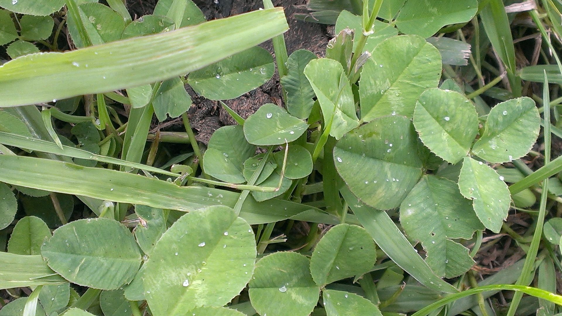 GIBB-Urea: 50% global reduction to N fertilizer used in pastoral + post ...