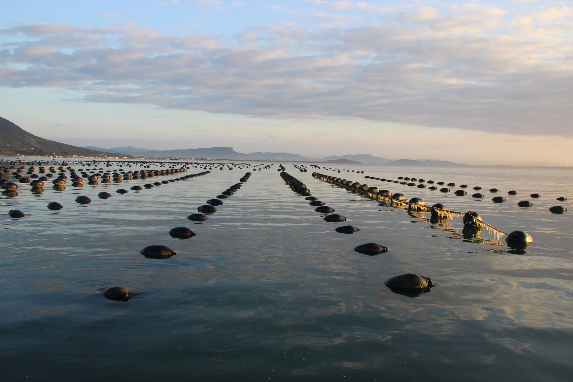 EPAGRI Empresa de Pesquisa Agropecuária e Extensão Rural de Santa ...