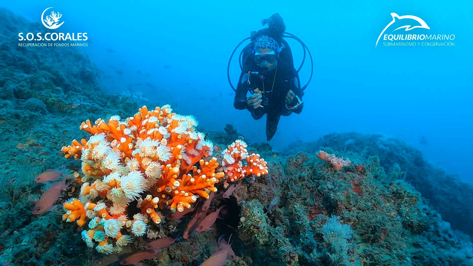 Coral Guardian: SOS Corals - Coral reef restoration by implicating ...