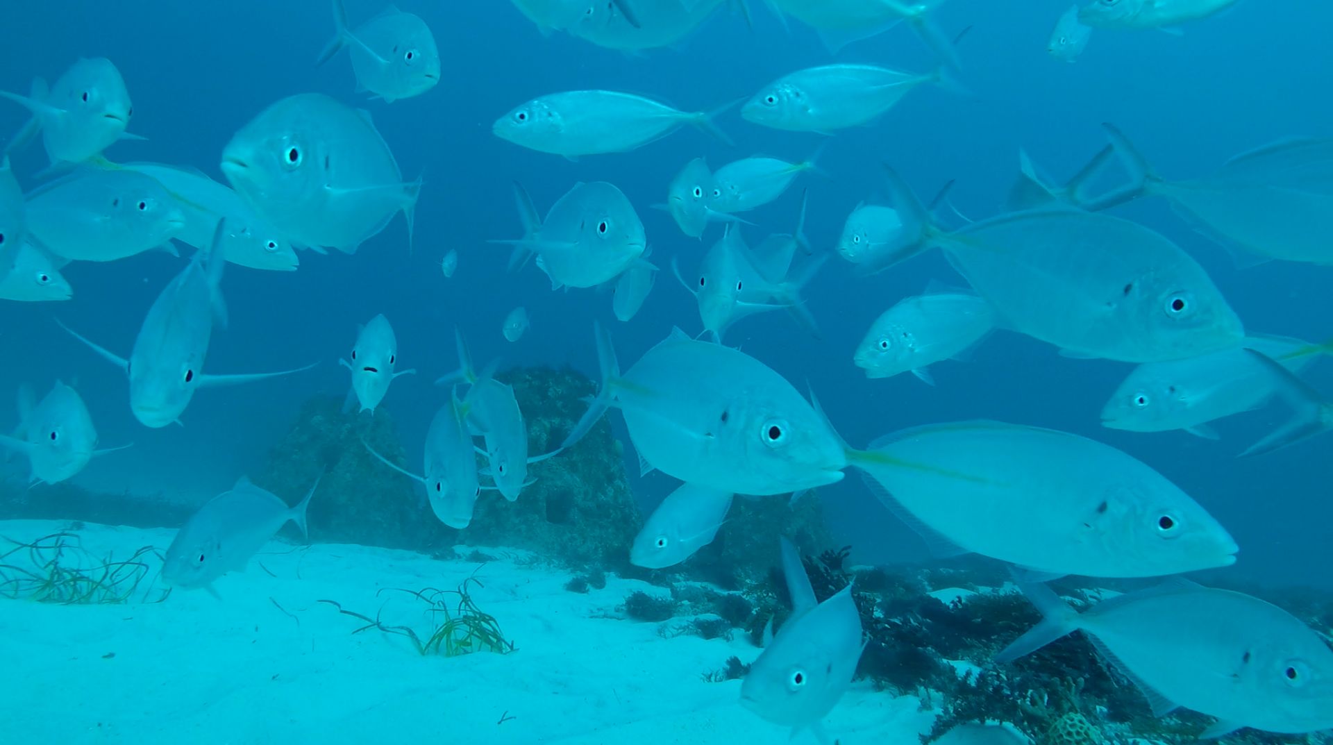 Subcon: WAFR - Wave Attenuating Fringing Reef - UpLink - Contribution