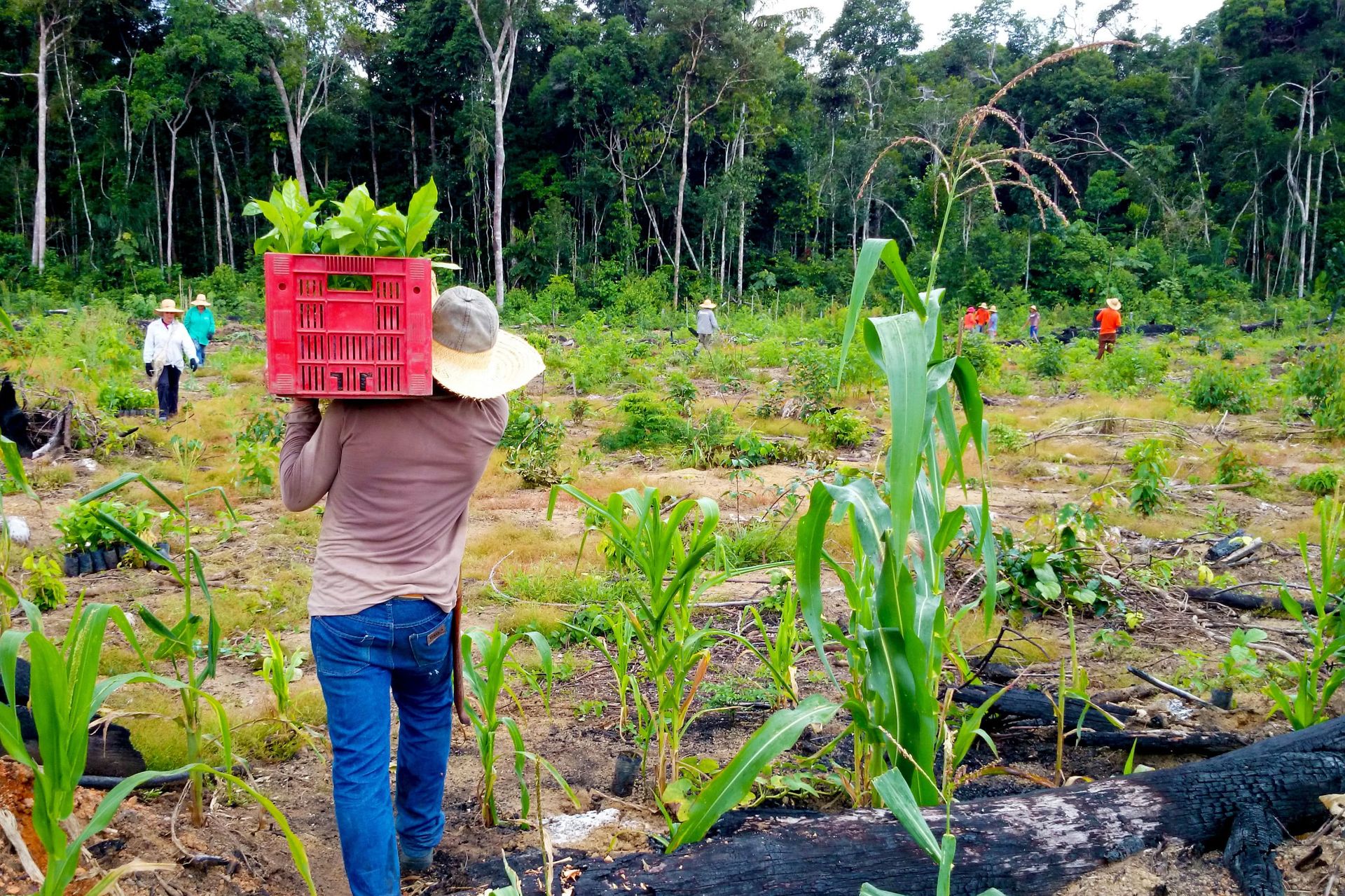 Reforest'Action: Fruit forests in the Amazon rainforest - UpLink ...