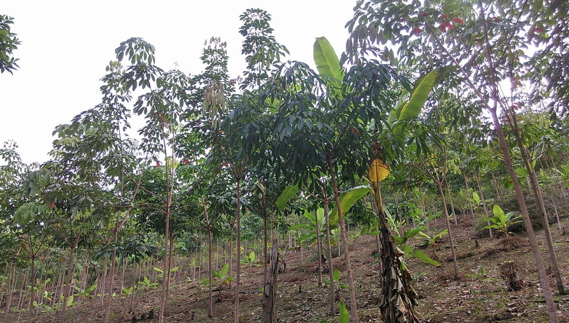 Centro de innovación y gestión para el desarrollo sostenible: Caucho ...