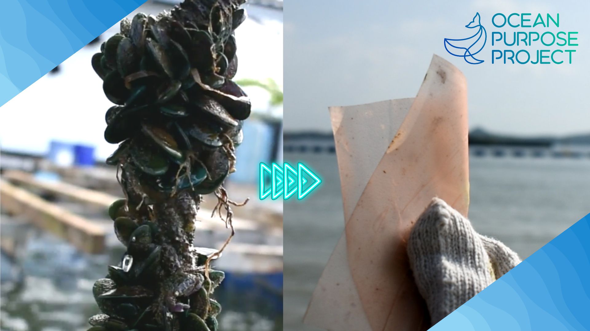 Ocean Purpose Project: OPP Seaweed + Mussels Bioremediation ...