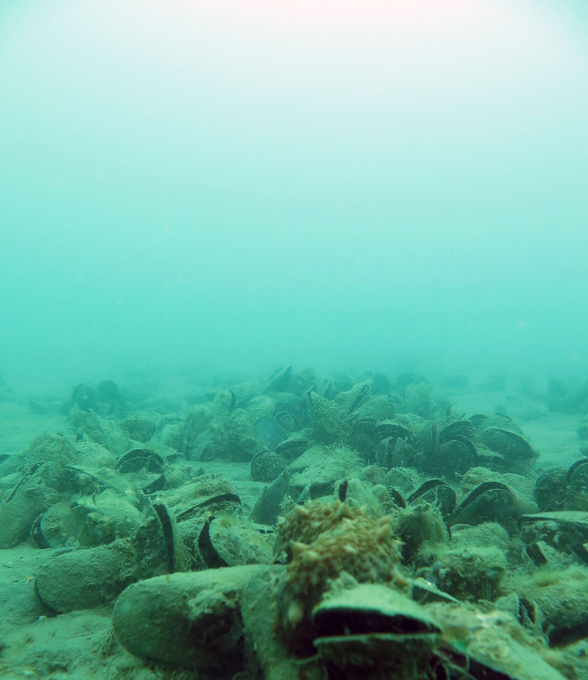 The University of Auckland: The unseen benefits of shellfish ...