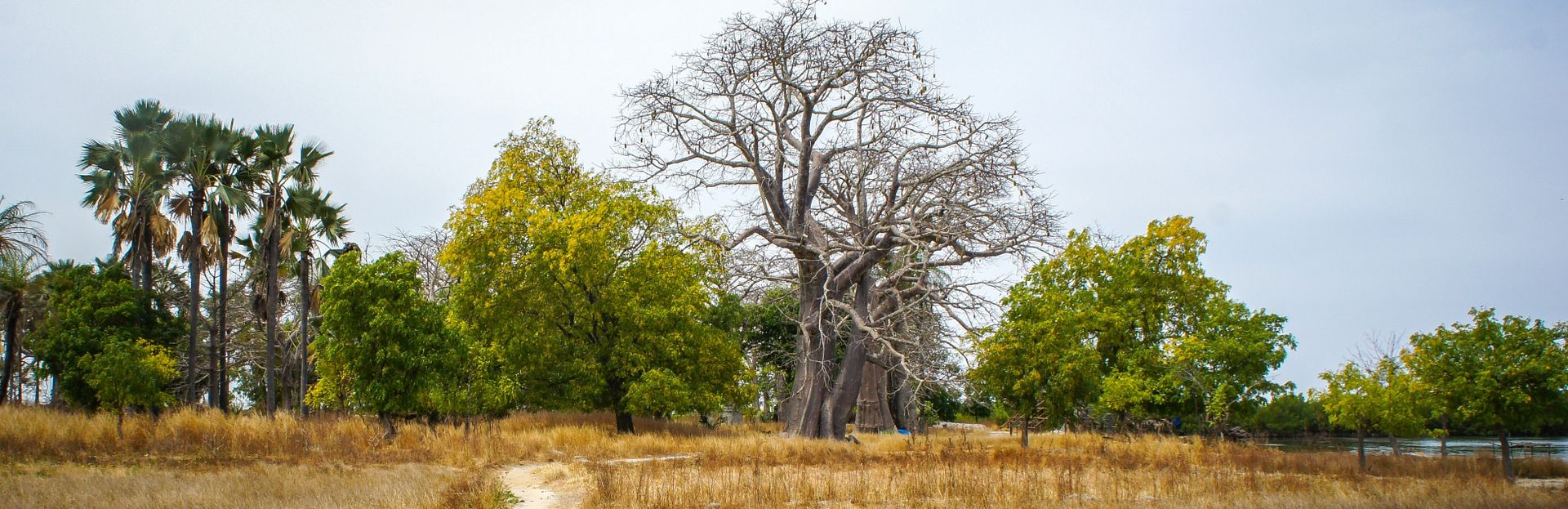 Indigenous Trees Sahel Region The Great Green Wall Aims To Regreen