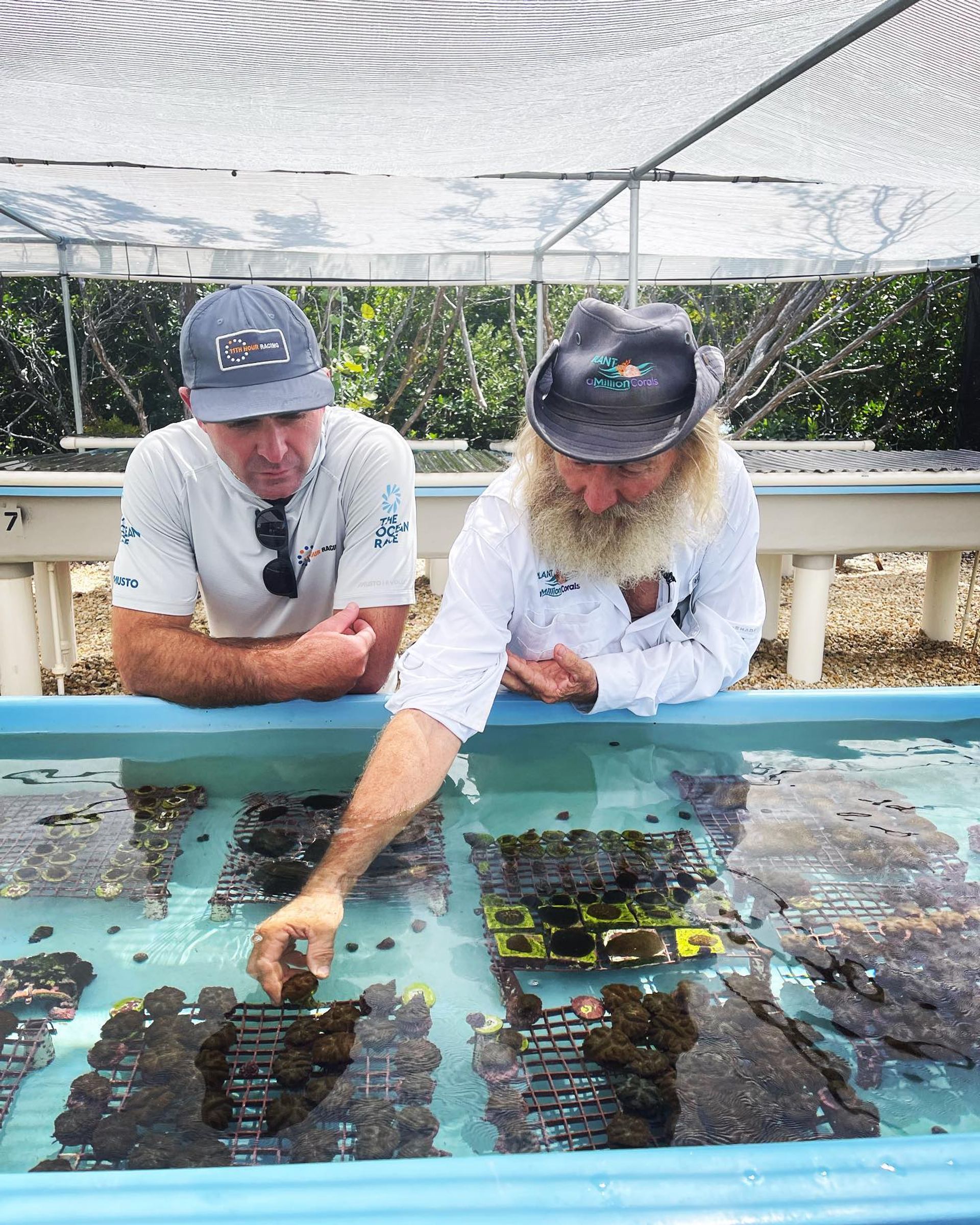 Plant a Million Corals Foundation: Plant a Million Corals - UpLink ...