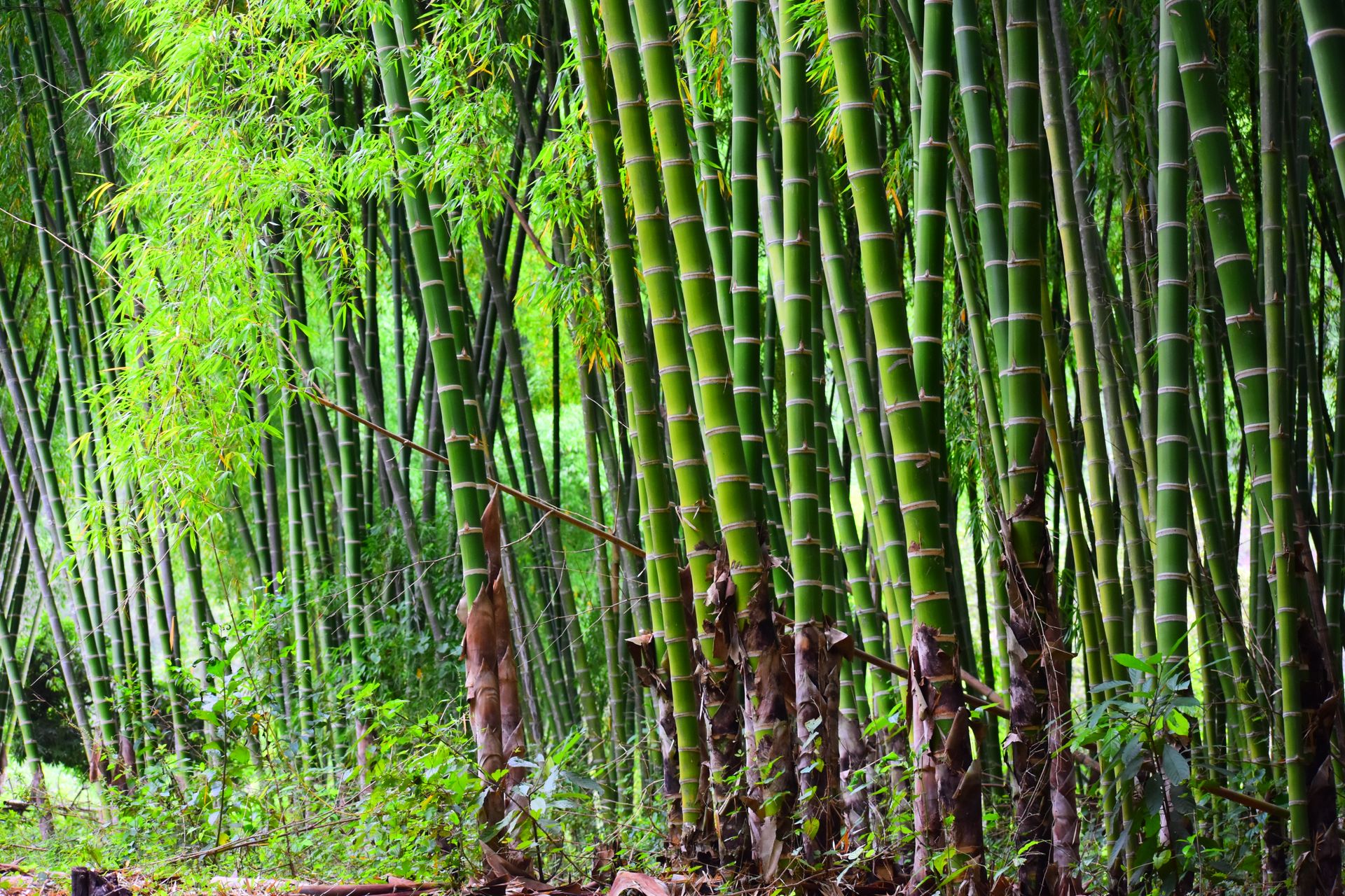 Red Internacional del Bambú y el Ratán - INBAR: BioCarbón Bambú ...