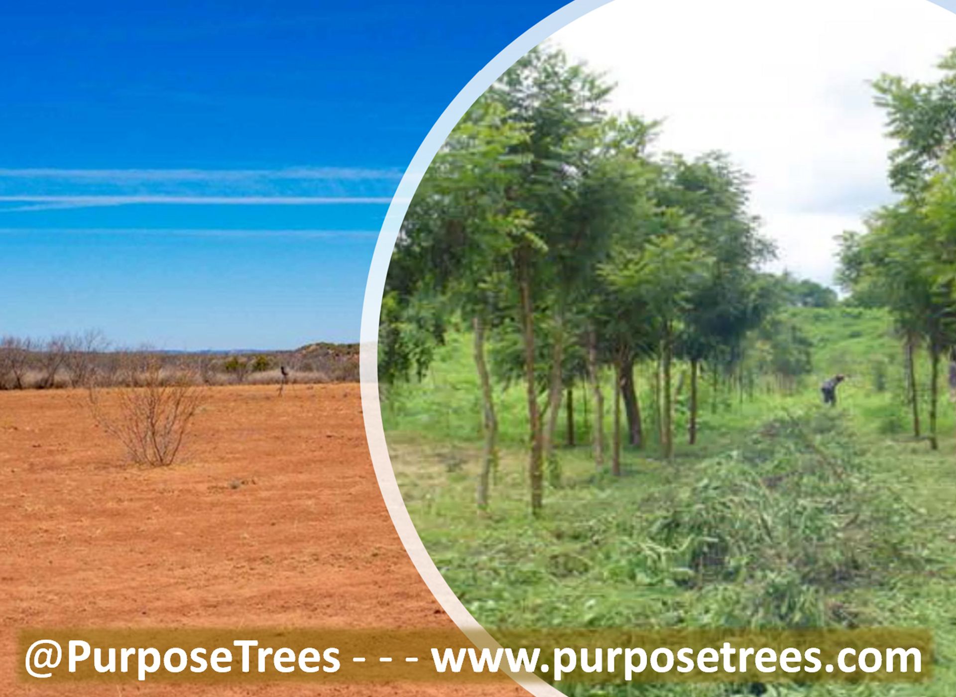 Evolution Developers Inc.: PurposeTrees: reforestation & restoration ...