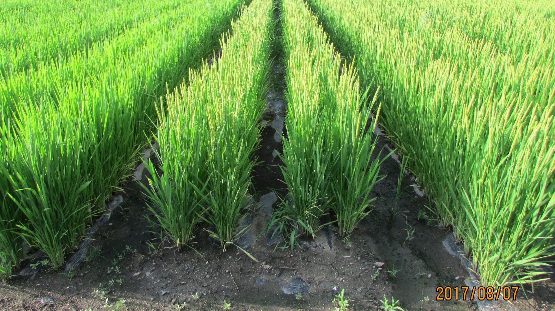 Rice Plant Field Perennial Rice Incorporates African Wild Rice Genes