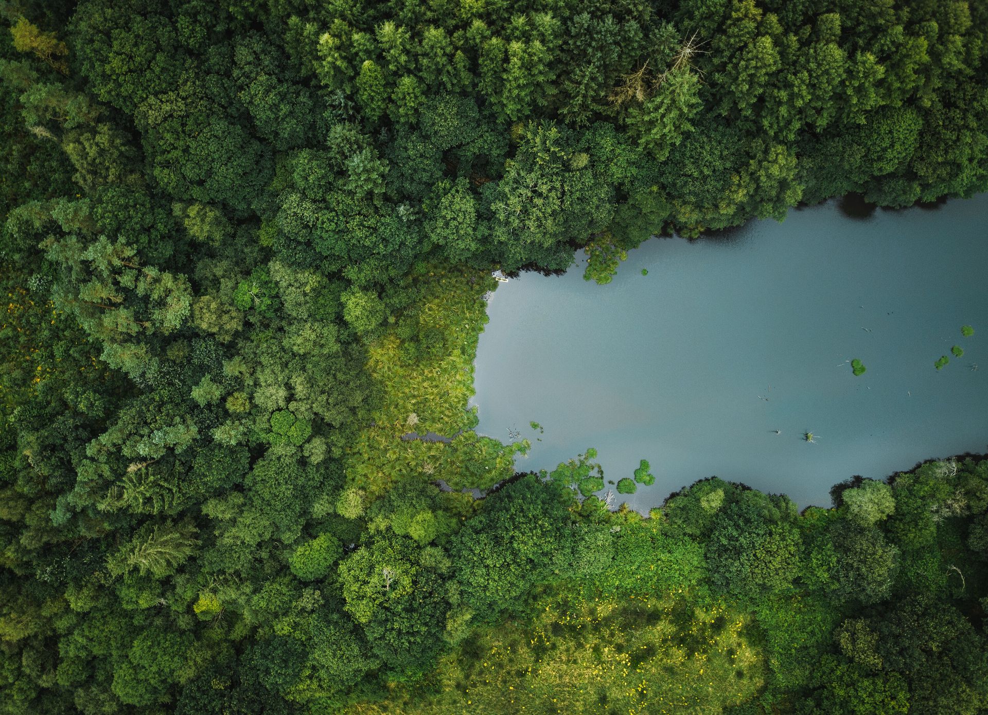 Contribution: EcoTree, Sustainable forestry for a greener planet