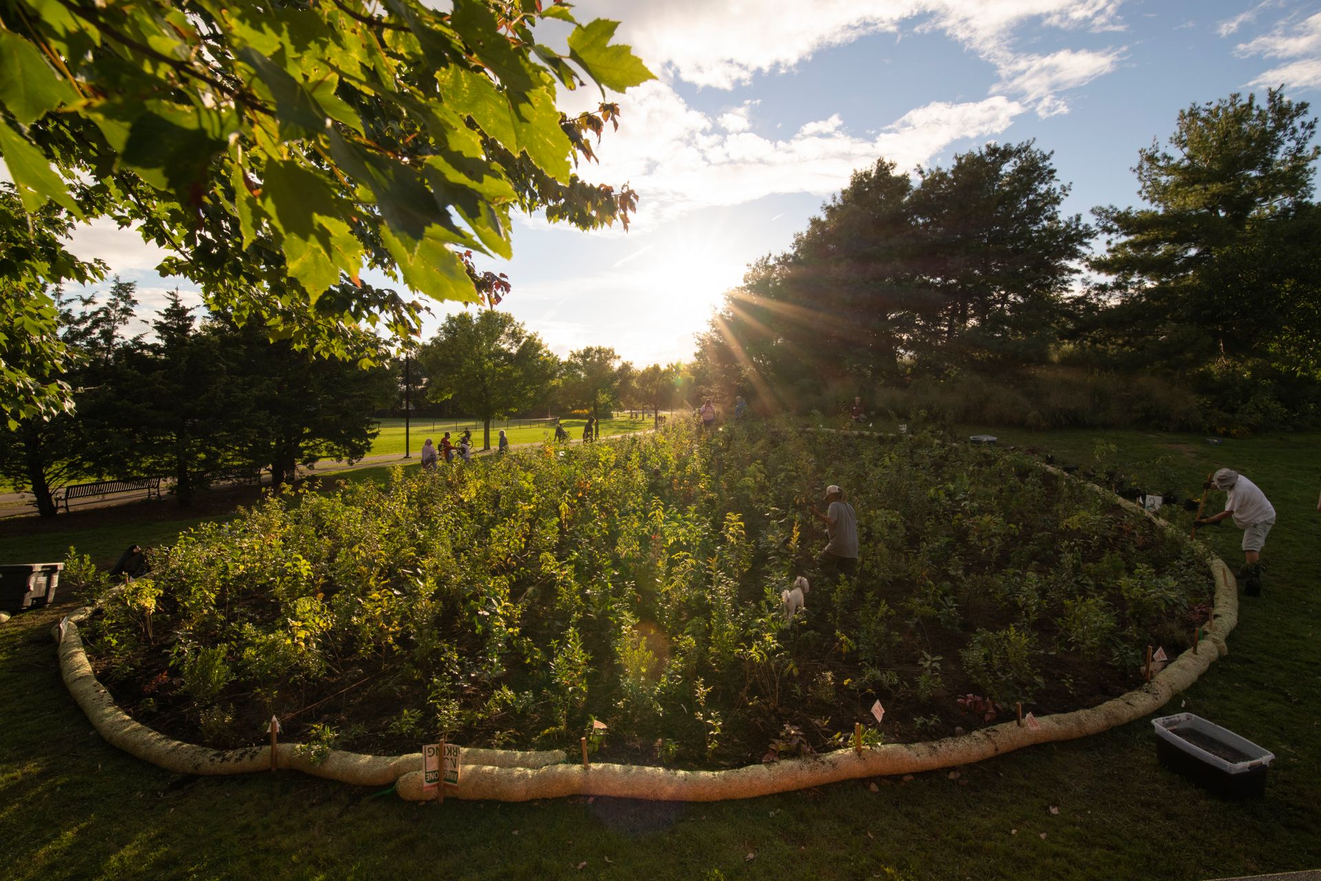 Contribution: Planting diverse and rapid-growing forests