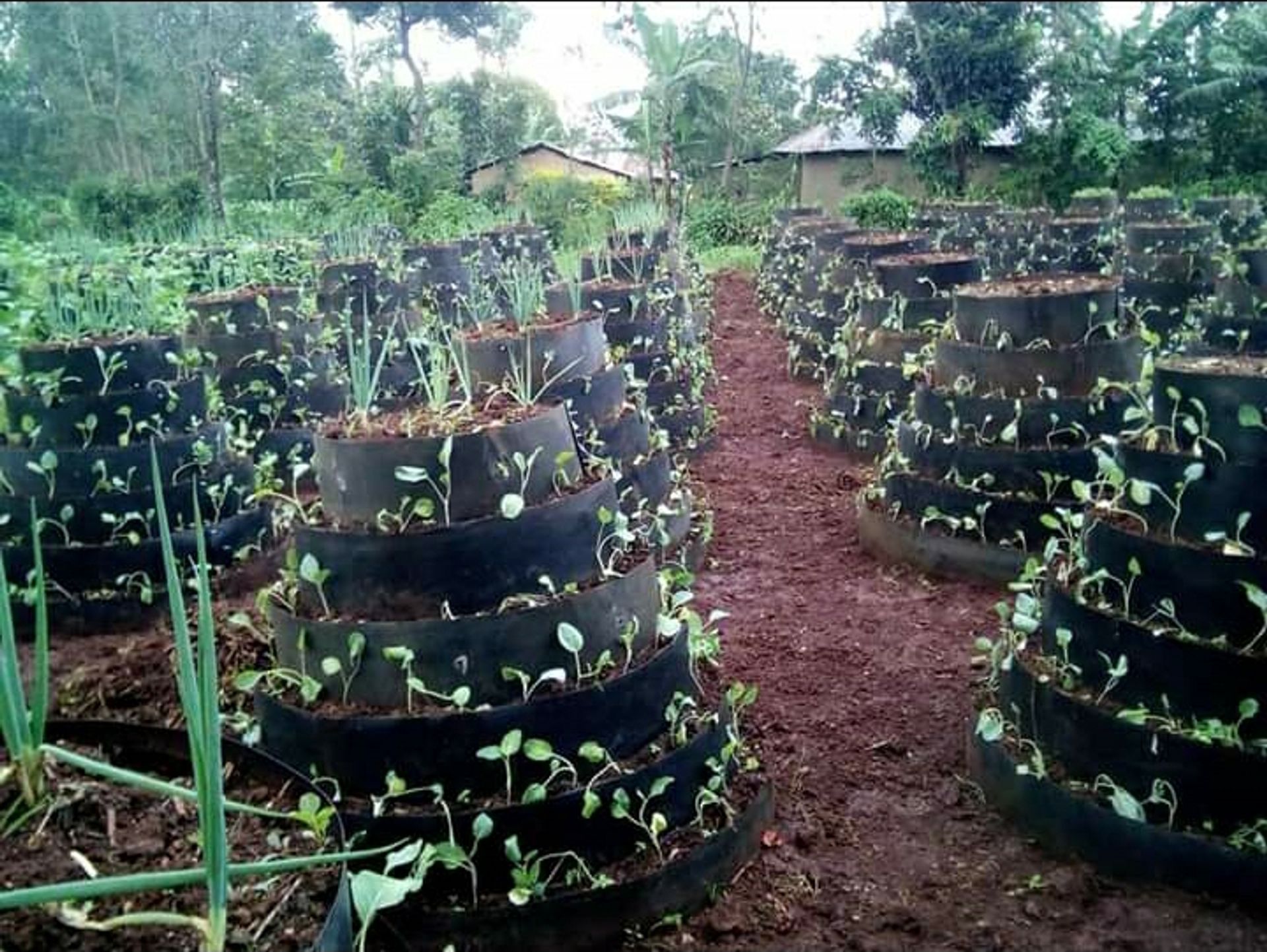 Rema Agritech Company Limited: THE REMA MULTISTOREY GARDEN - UpLink ...