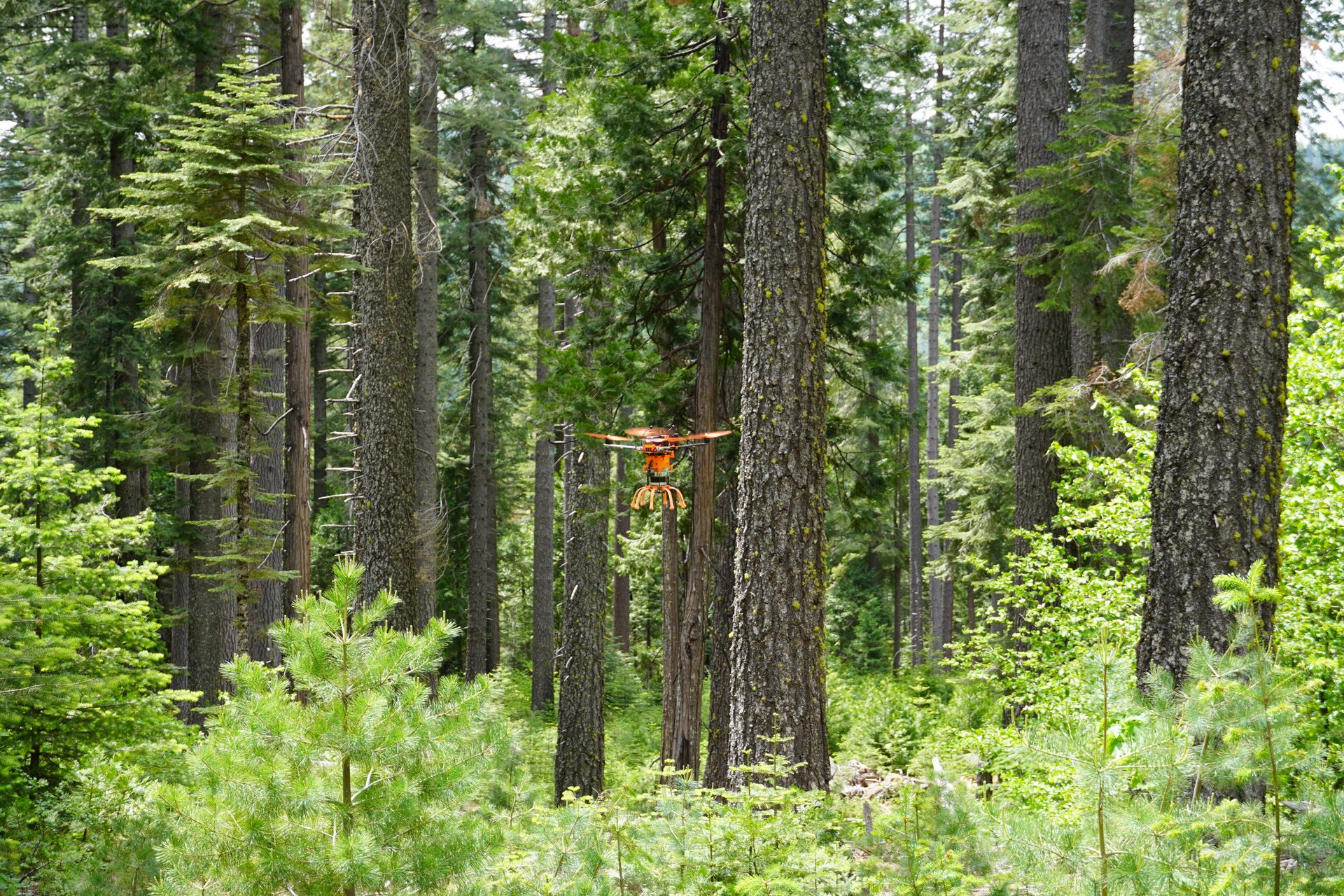 Treeswift: Empowering sustainable forest management with robotics and ...