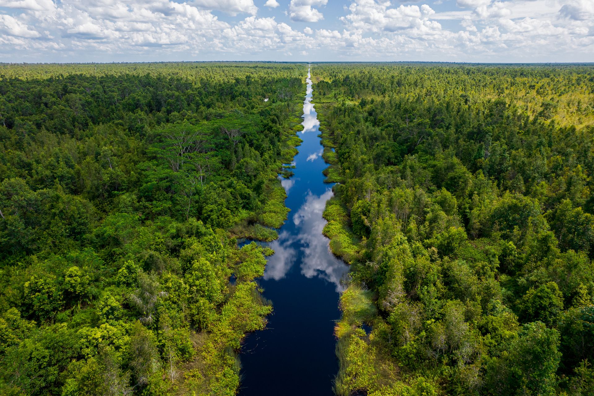 Lestari Capital: RIMBA COLLECTIVE: DELIVERING FOREST CONSERVATION ...