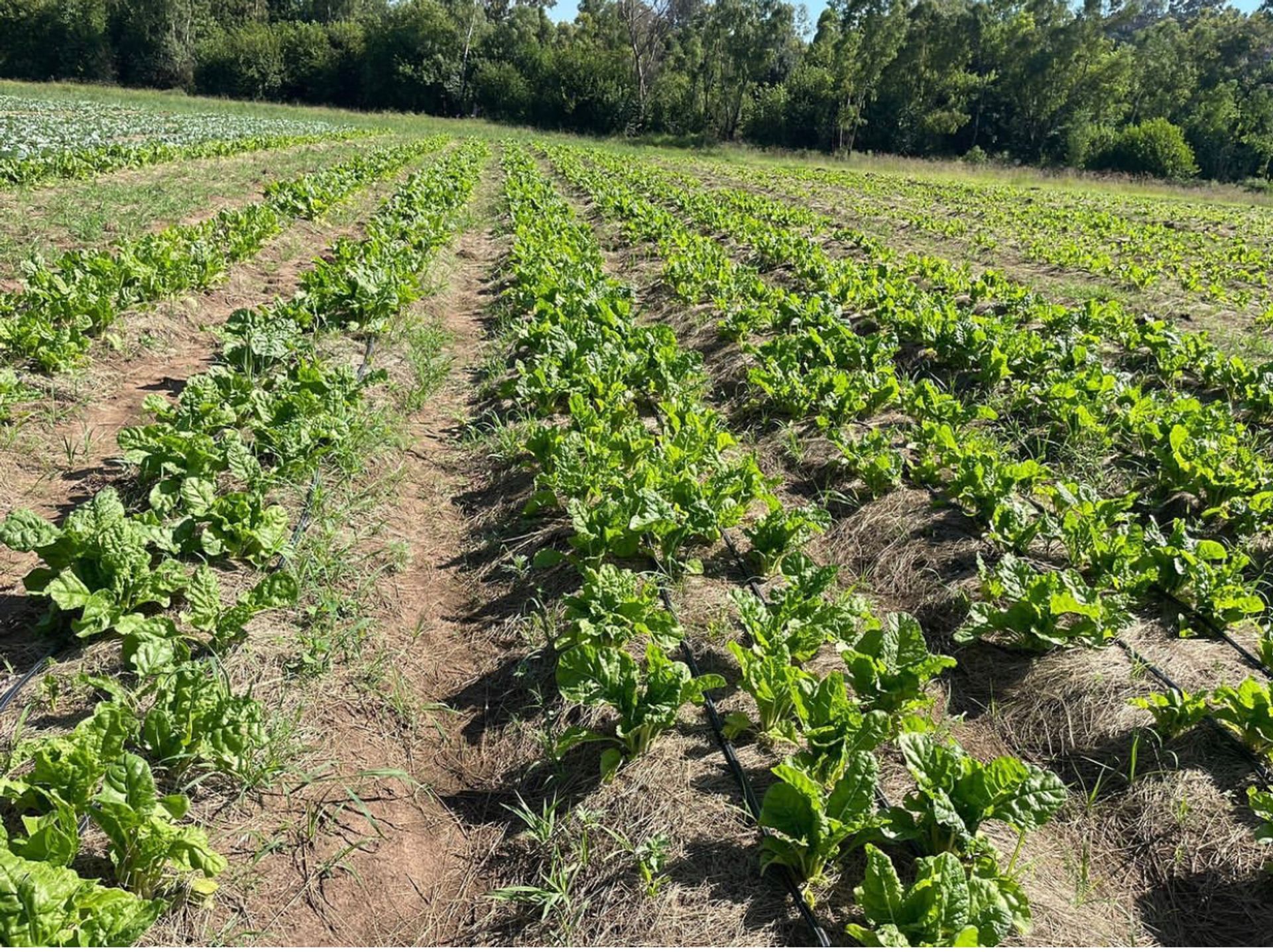 Mahlasedi Foundation: Enabling Subsistence and Community Farming ...