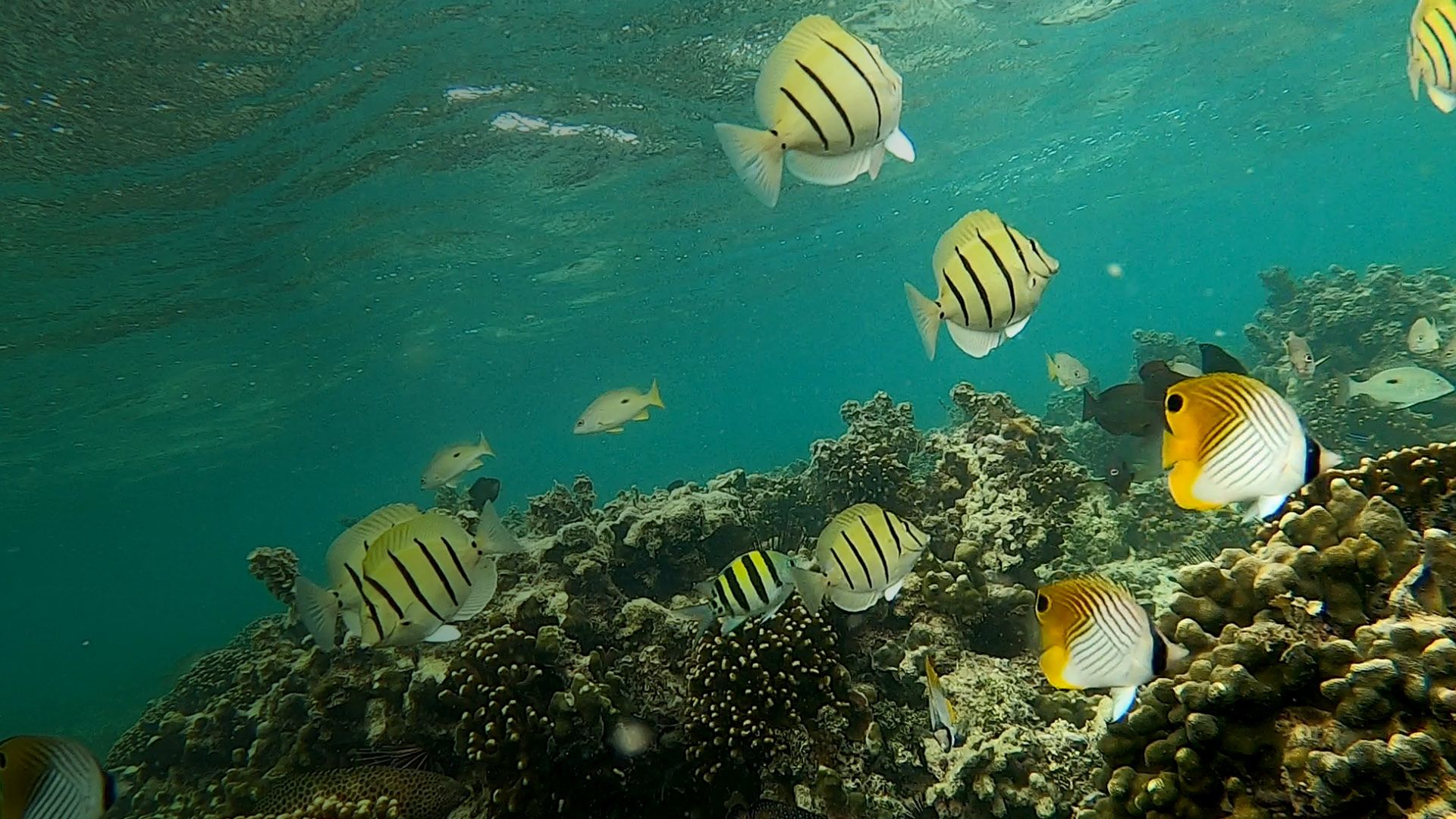 Great Blue Wall Challenge - UpLink - Challenge