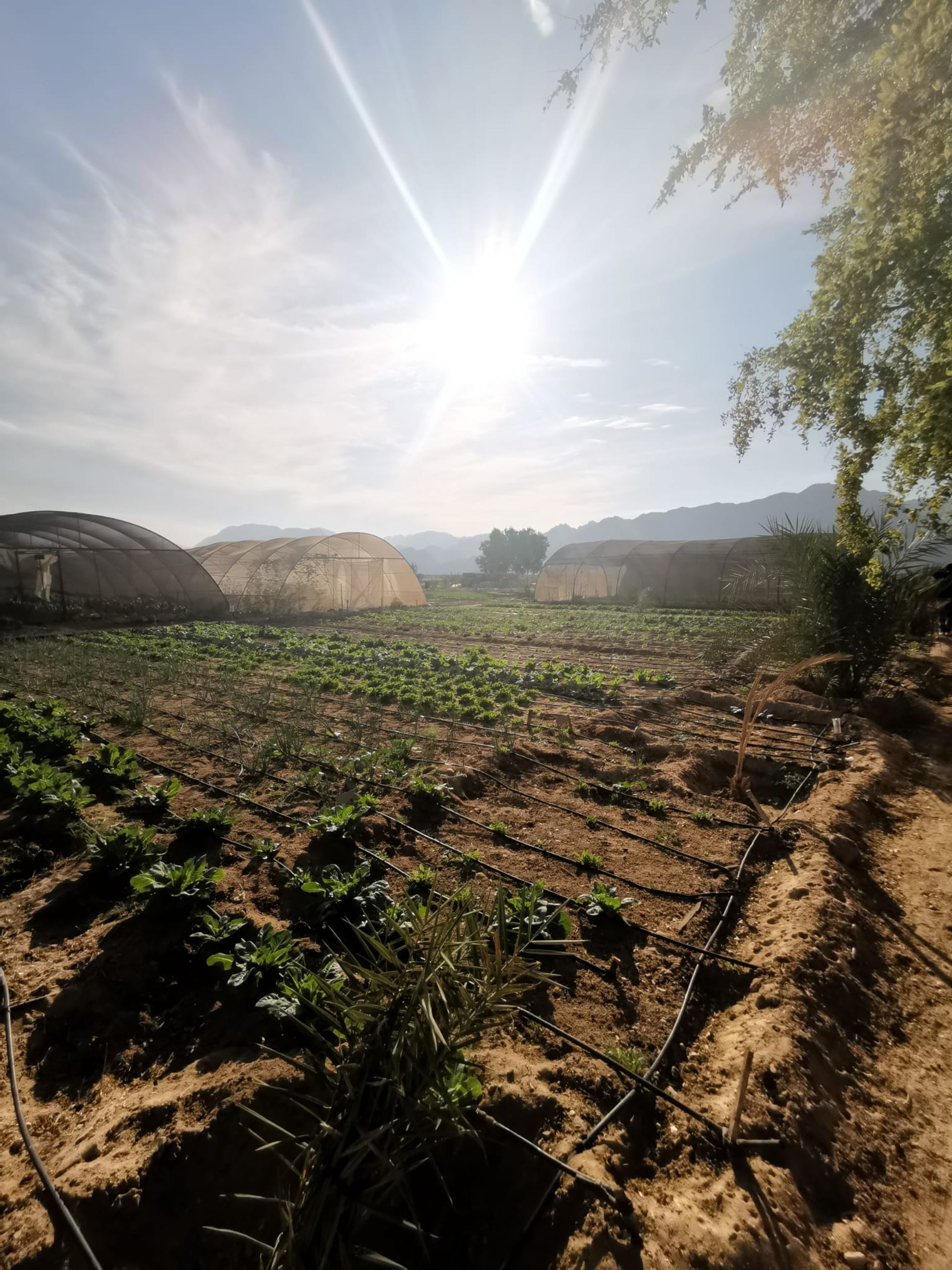 EVENTORY Lab e.U.: Creating a shared vision for regenerative ...