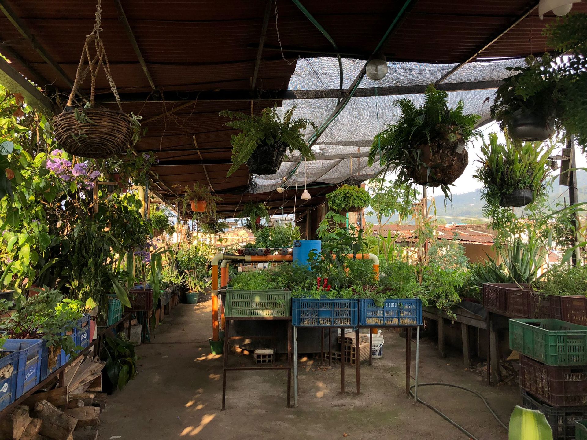 Mestizo Cocina de Origen: Uso de ingredientes locales como fuente ...