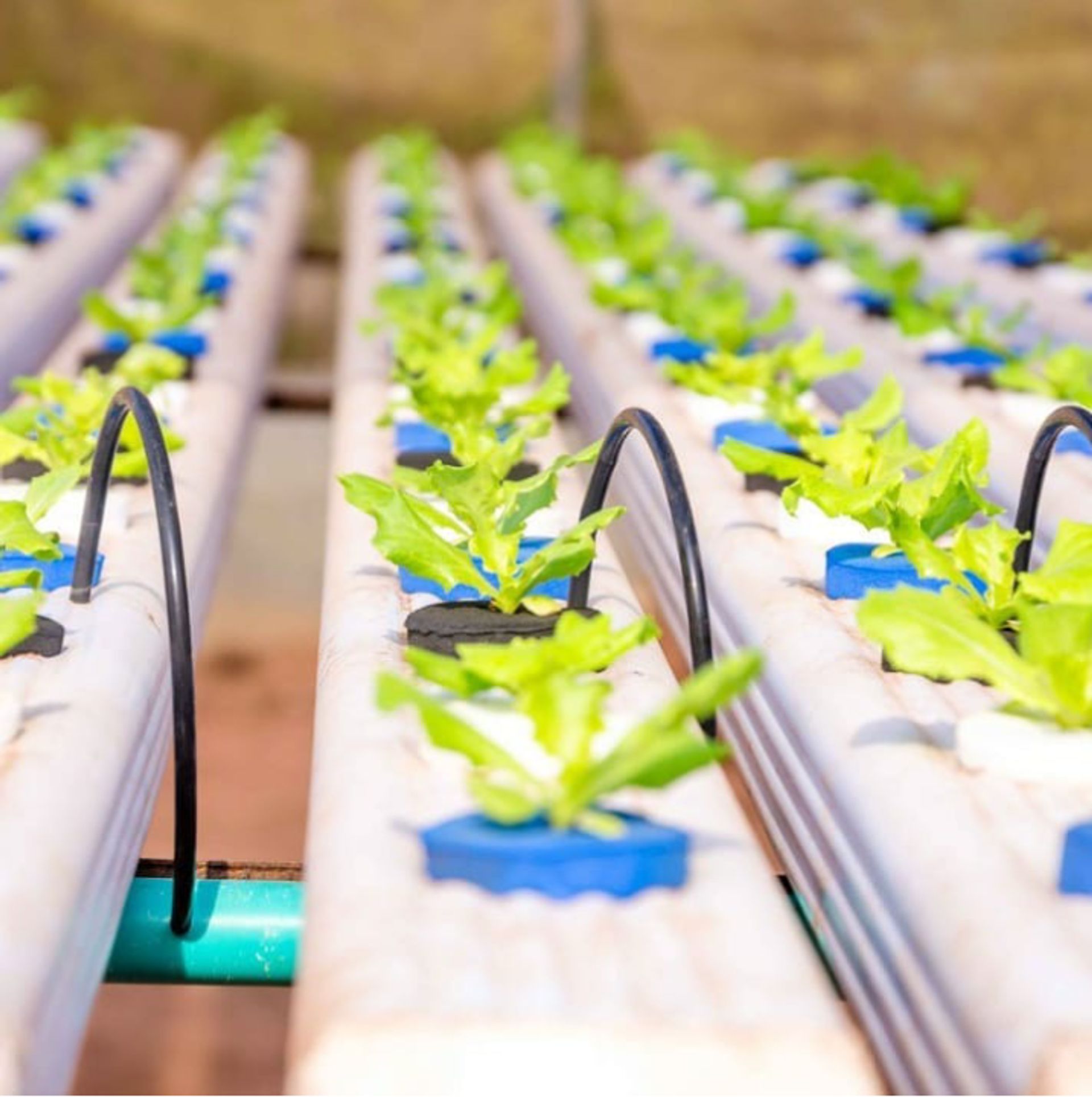 Revolutionizing food systems in arid climates using Climate-Smart ...