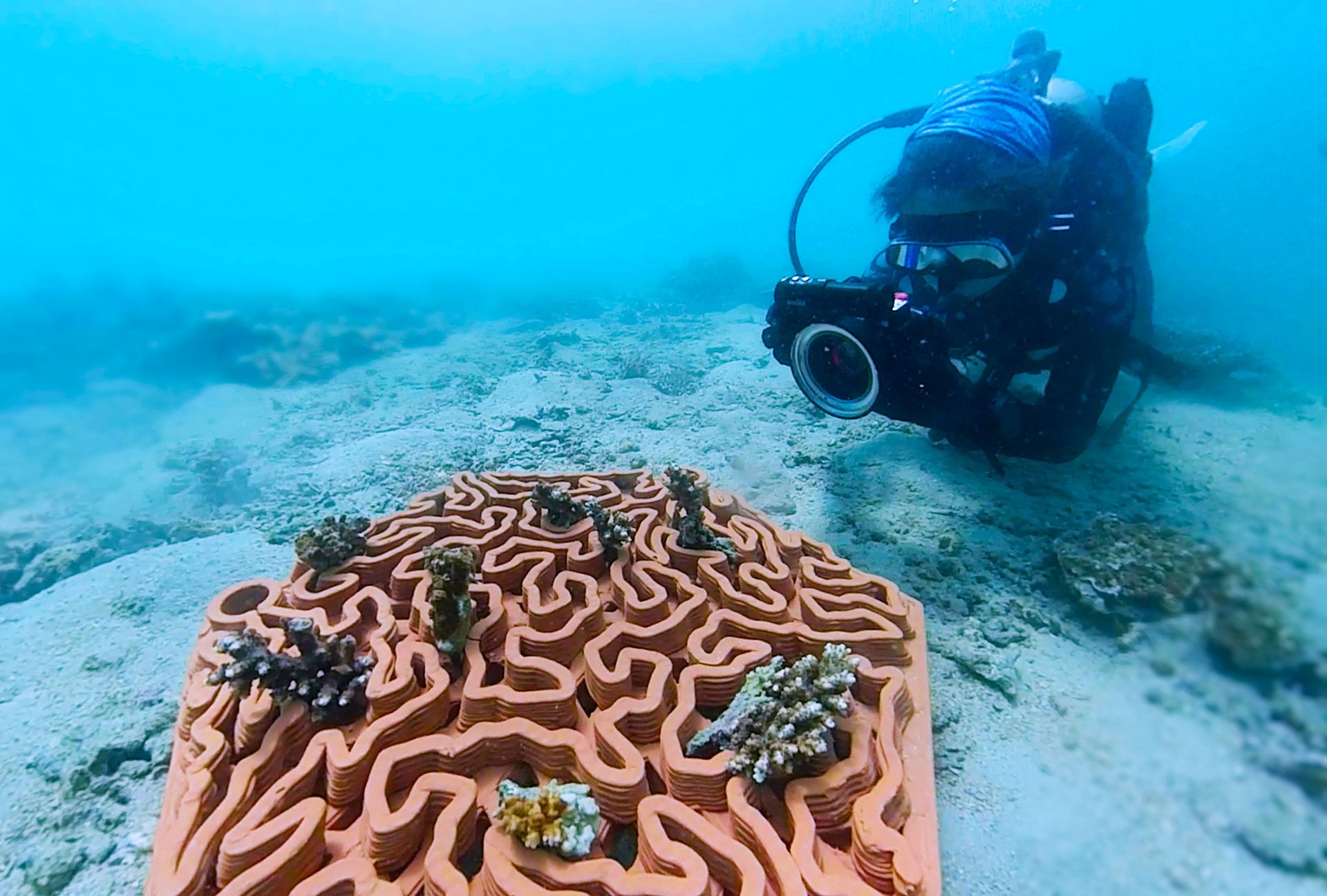 Archireef Limited: 3D-printed reef tile in terracotta for coral reef ...
