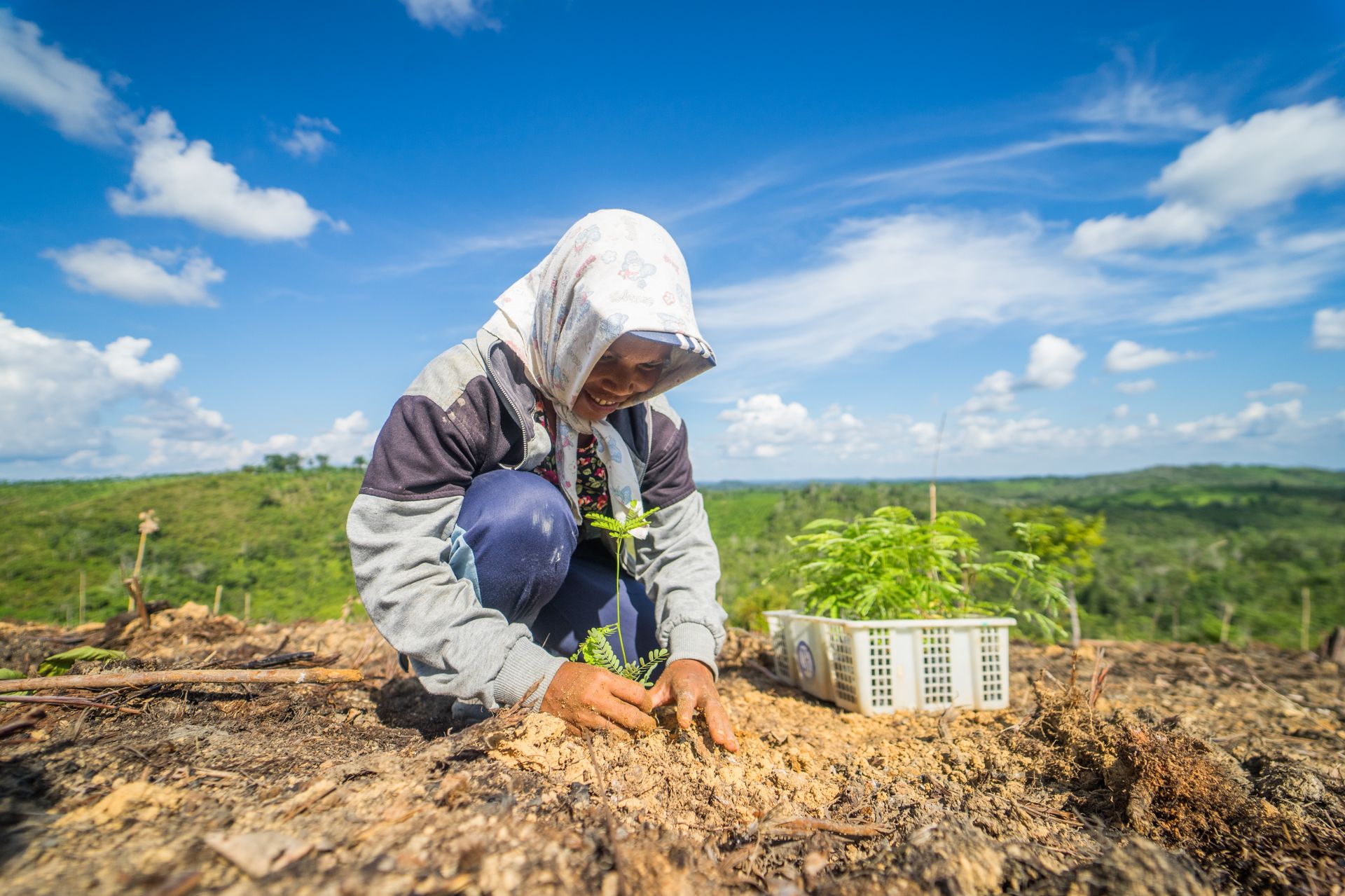 Contribution: Investment opportunities in forest-based climate solutions