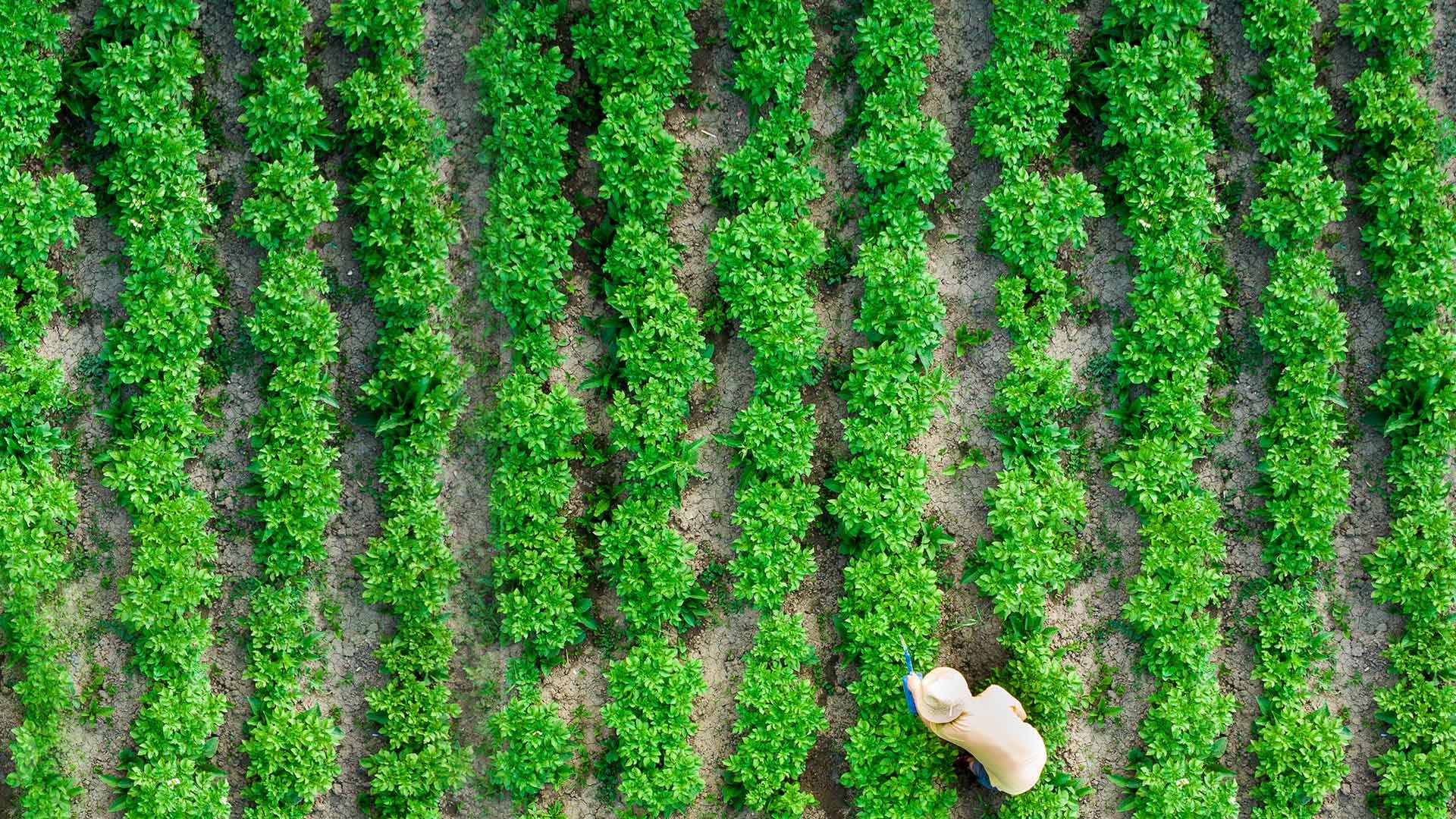 Smarter Climate Farmers Challenge - UpLink - Challenge