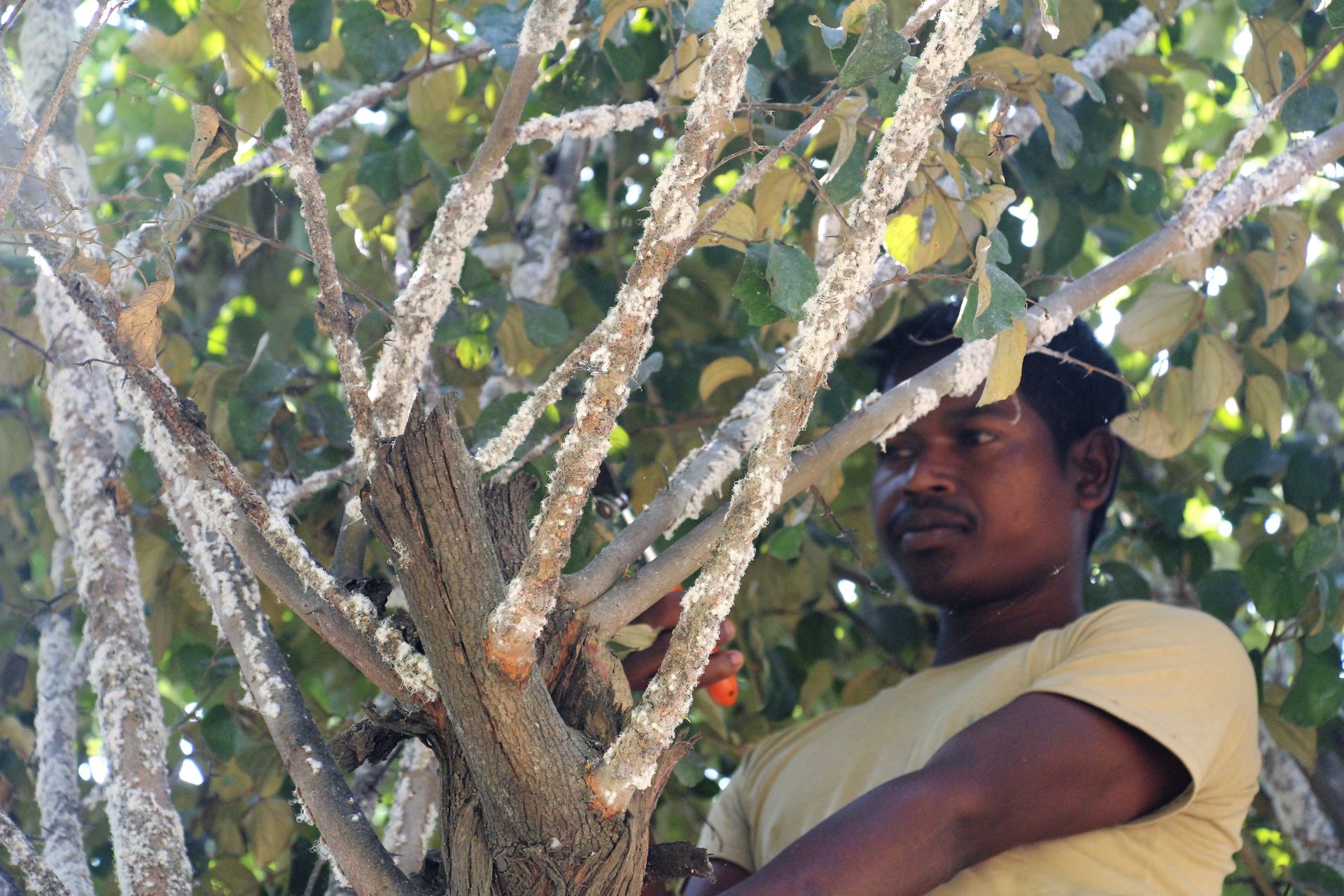 Collectives for Integrated Livelihood Initiatives (CInI): Lac ...