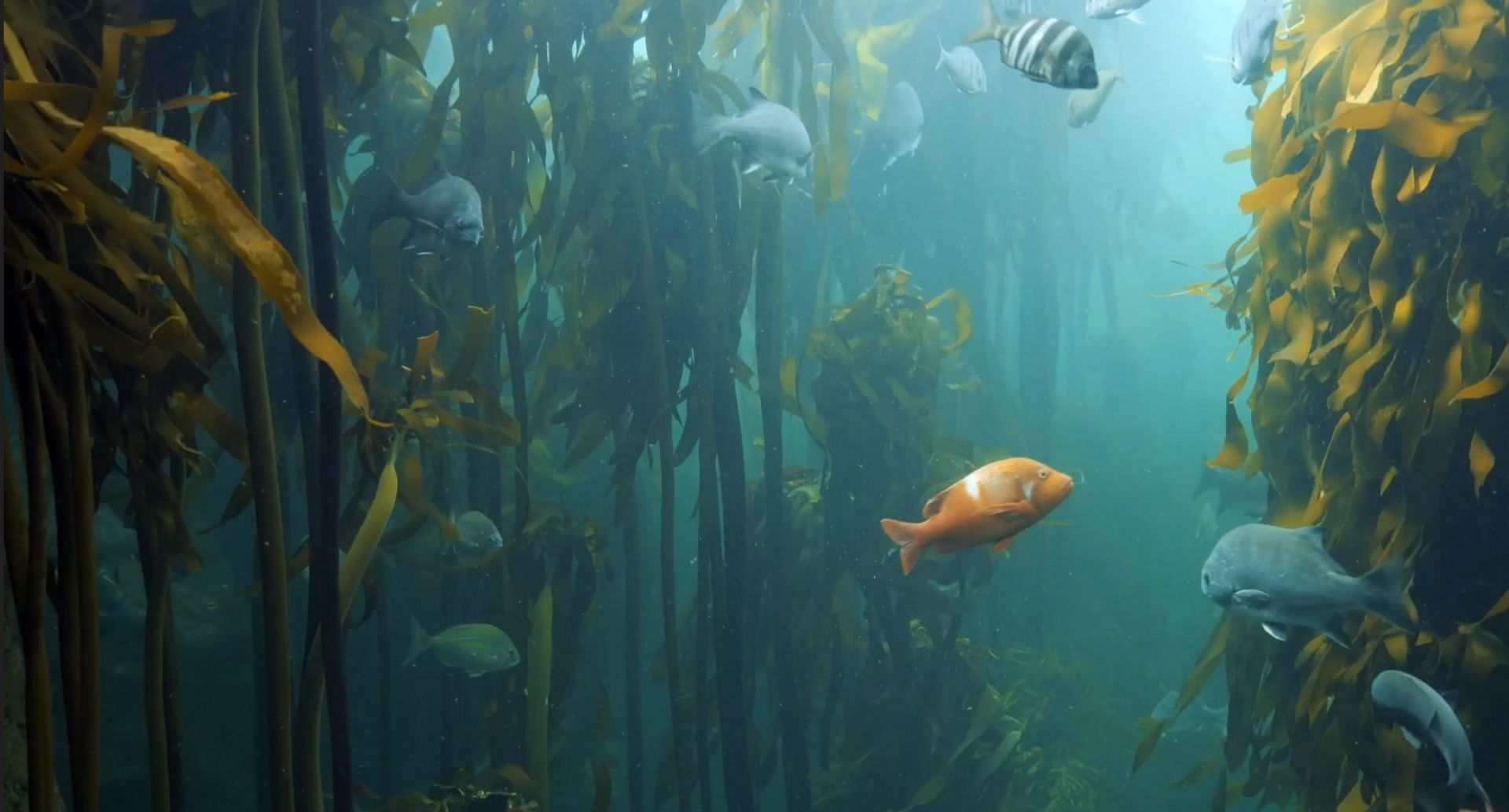 Contribution: Rewilding the ocean through off-shore Kelp farming