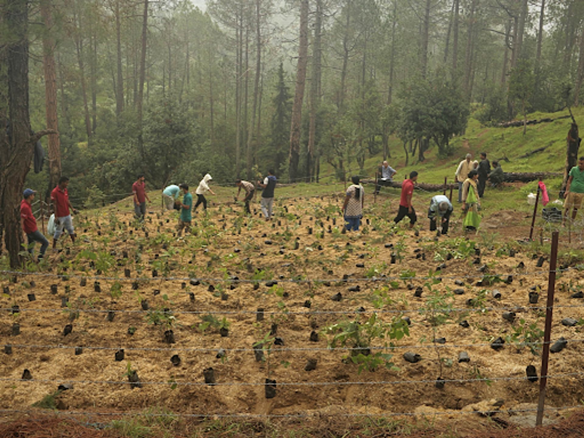 Hasten Regeneration: Abundance of the Commons - UpLink - Contribution