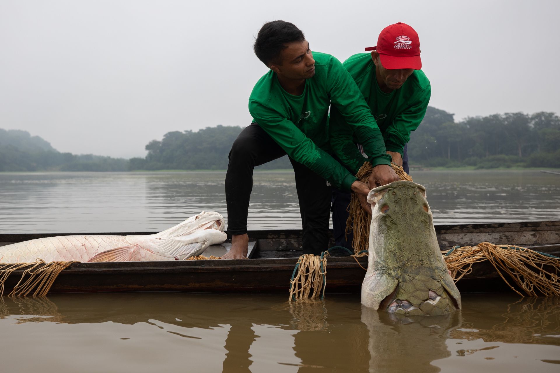 Contribution: Sustainable management of the Amazonian pirarucu fish