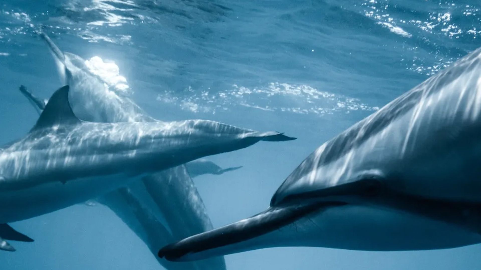 Contribution: Data collection and financial transfer for marine ...