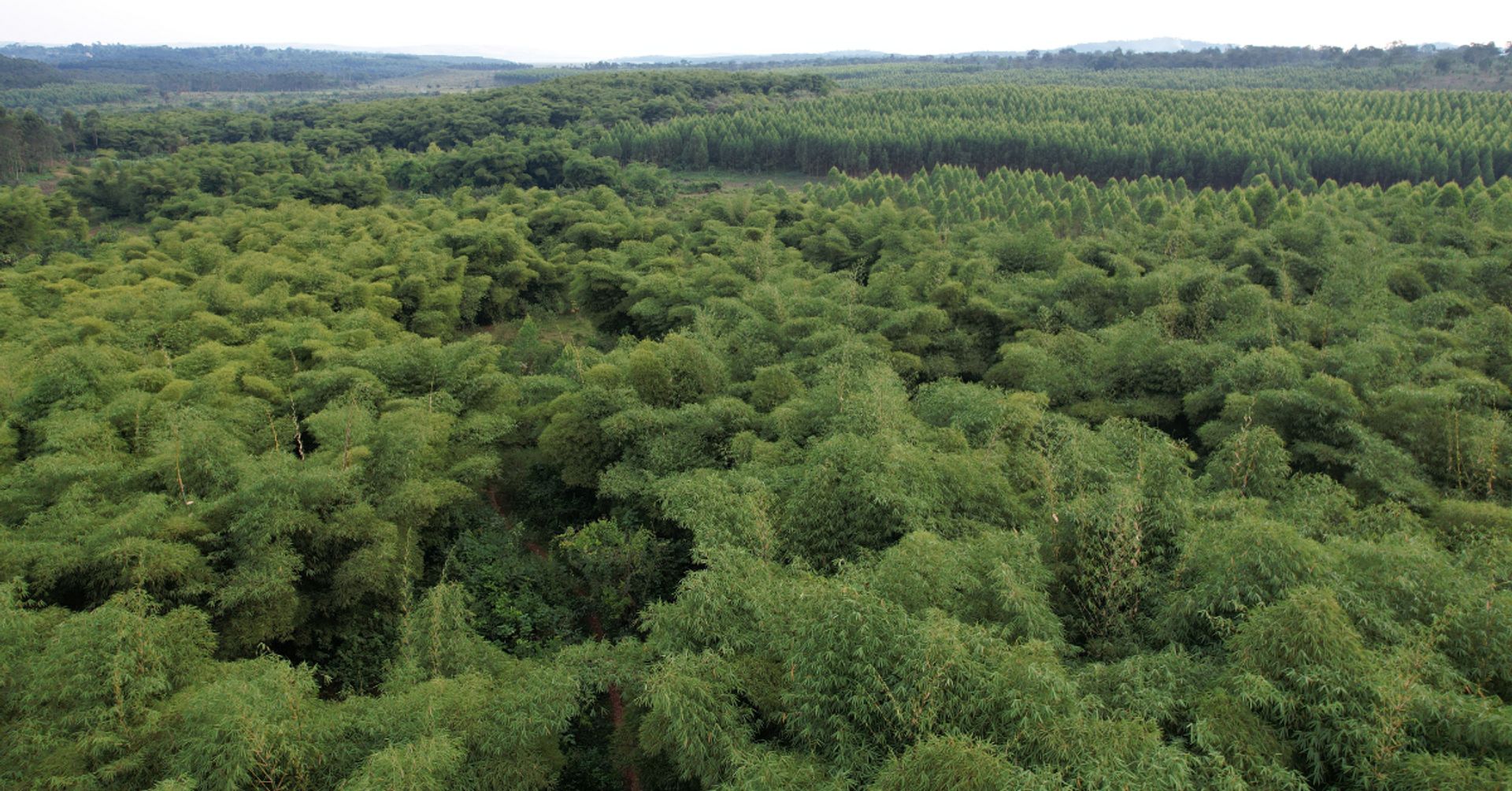 1MTN: Restoring 1 million hectares of degraded land in Africa by 2030 ...