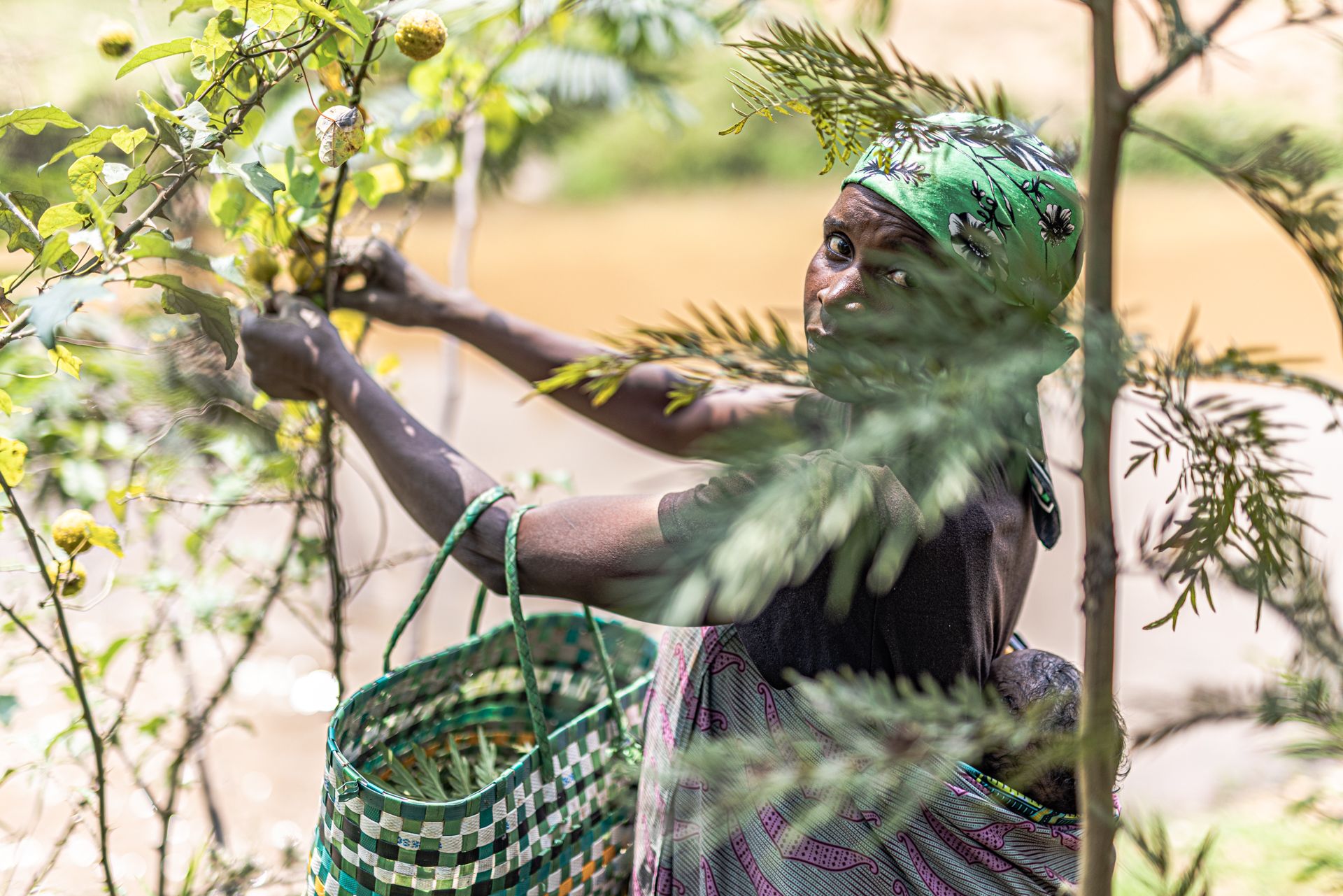 Contribution: Sustainable forest management to improve community´s ...