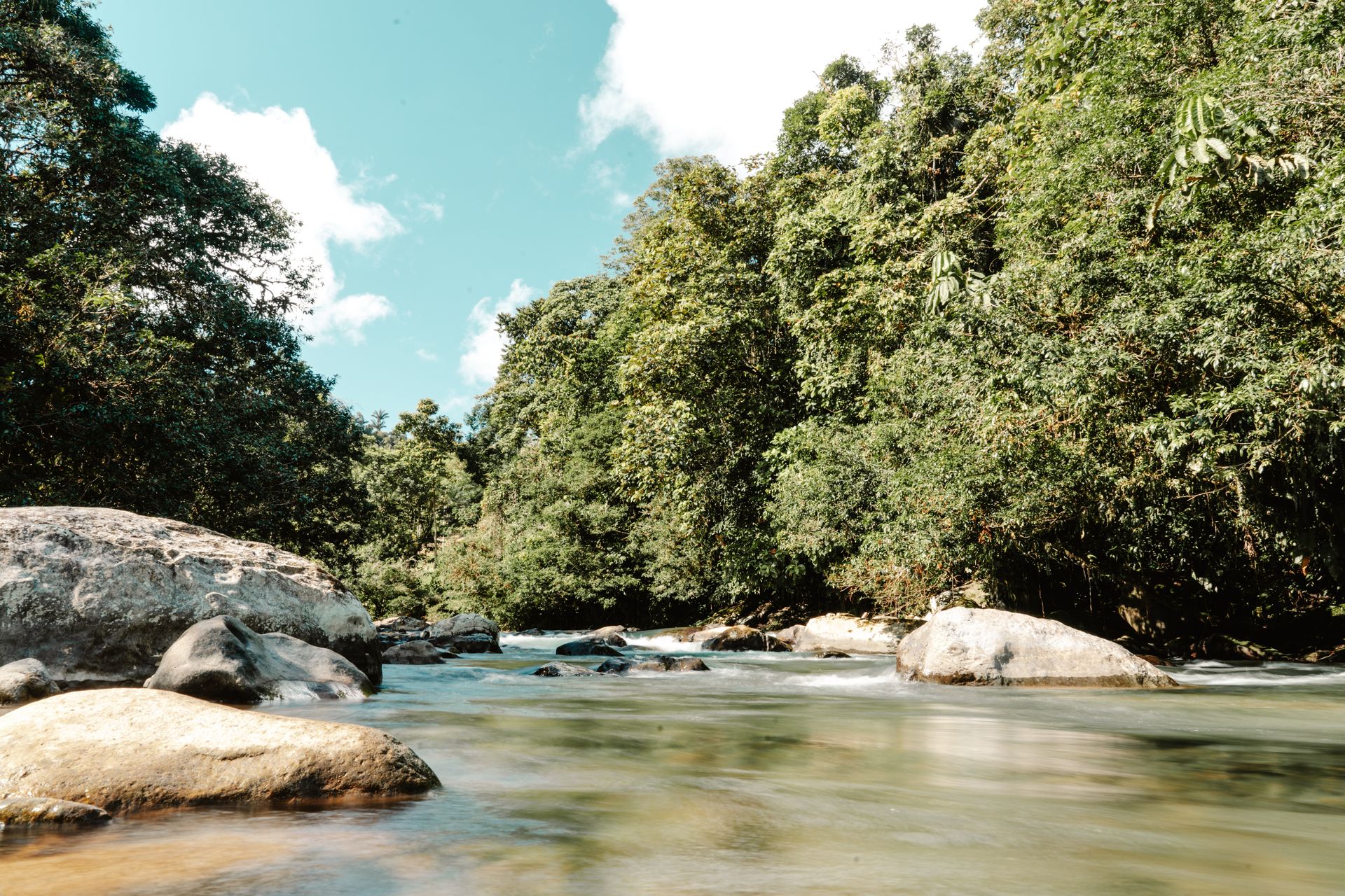 Fundacion Futuro: Nftrees for sustainable landscapes - UpLink ...