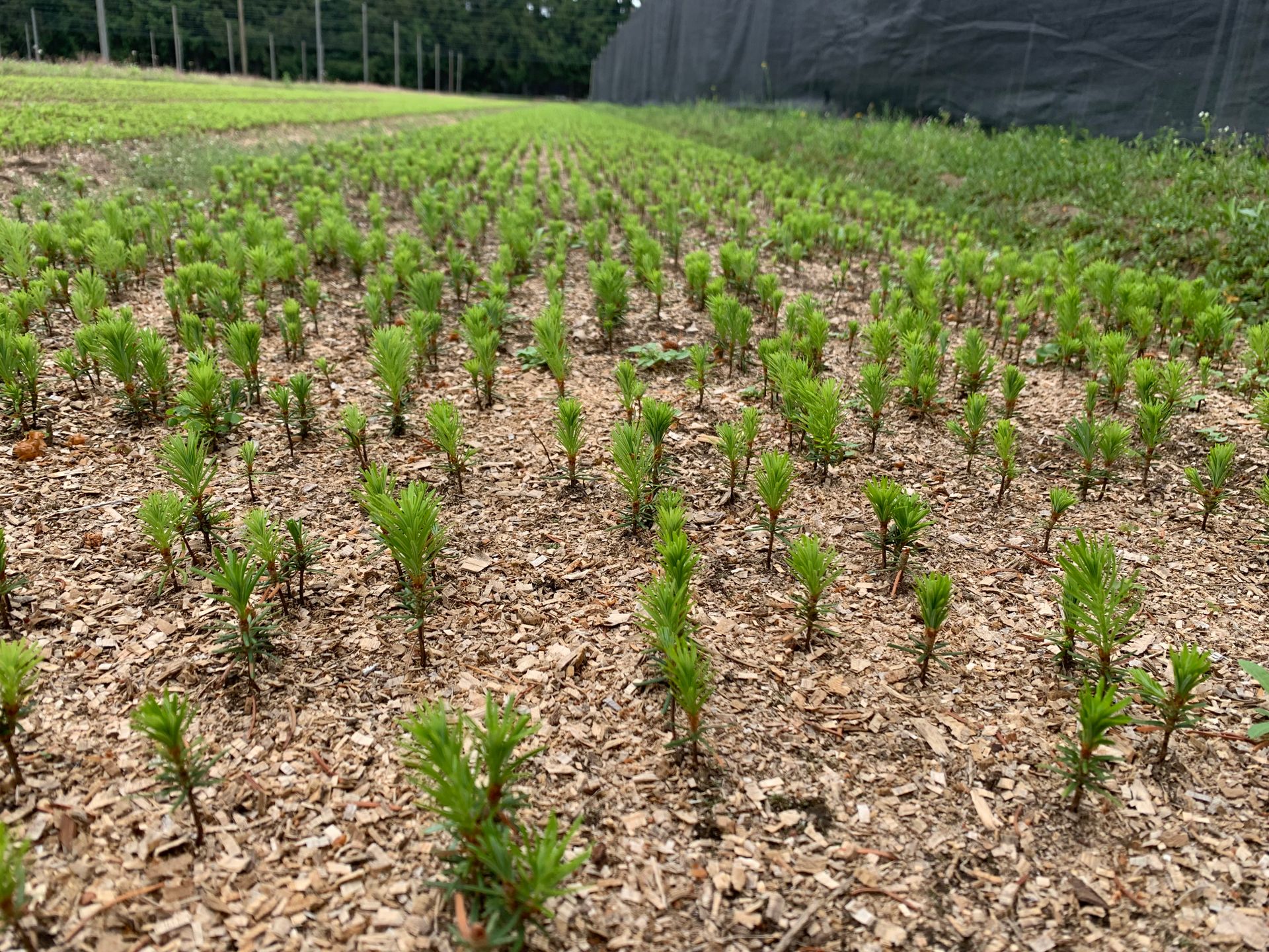 Forests Ontario/Forest Recovery Canada: Seeds of the future - UpLink - Contribution