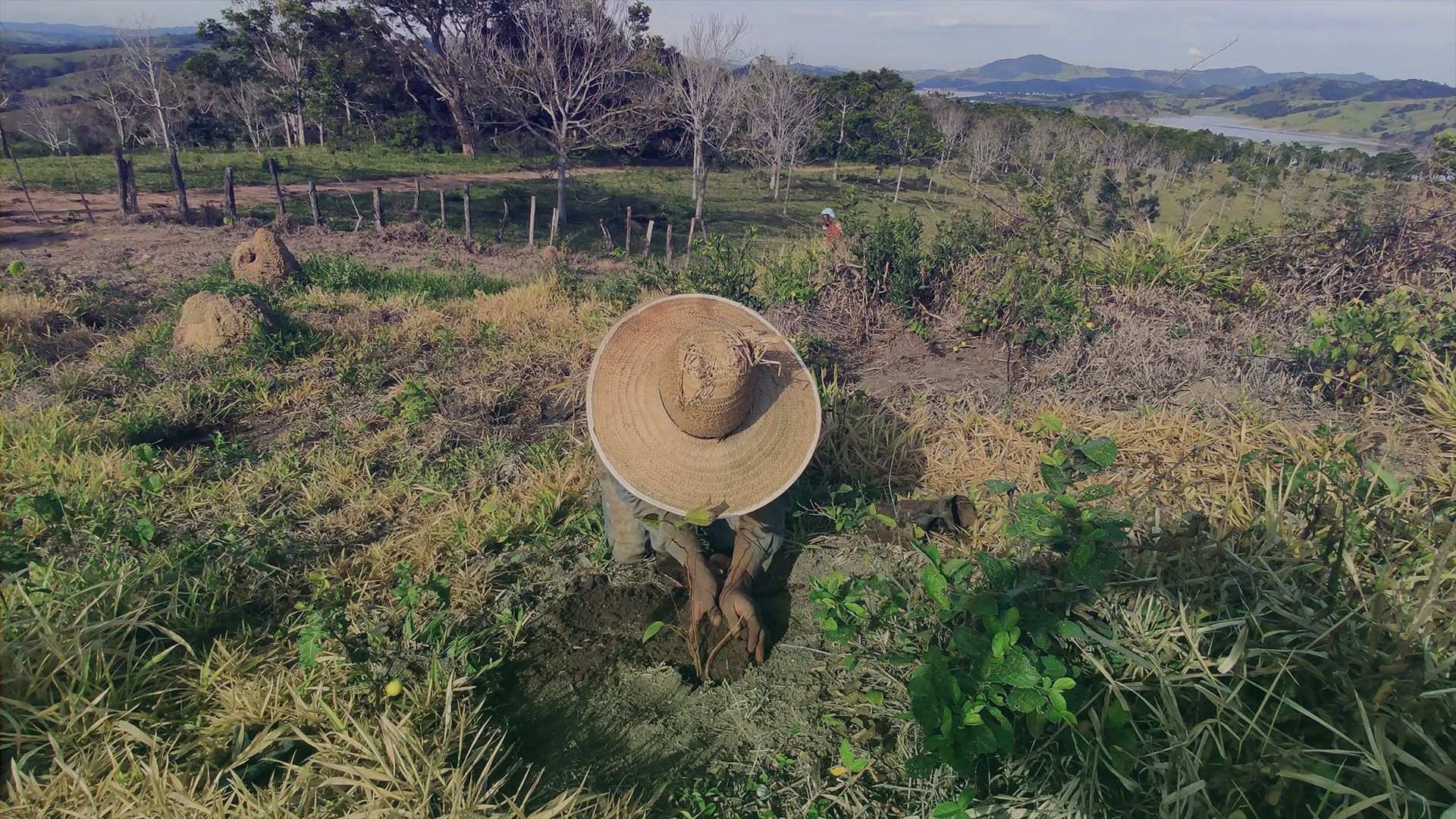 Abundance Brasil: Financing new forests by structuring and selling NBS assets for ...