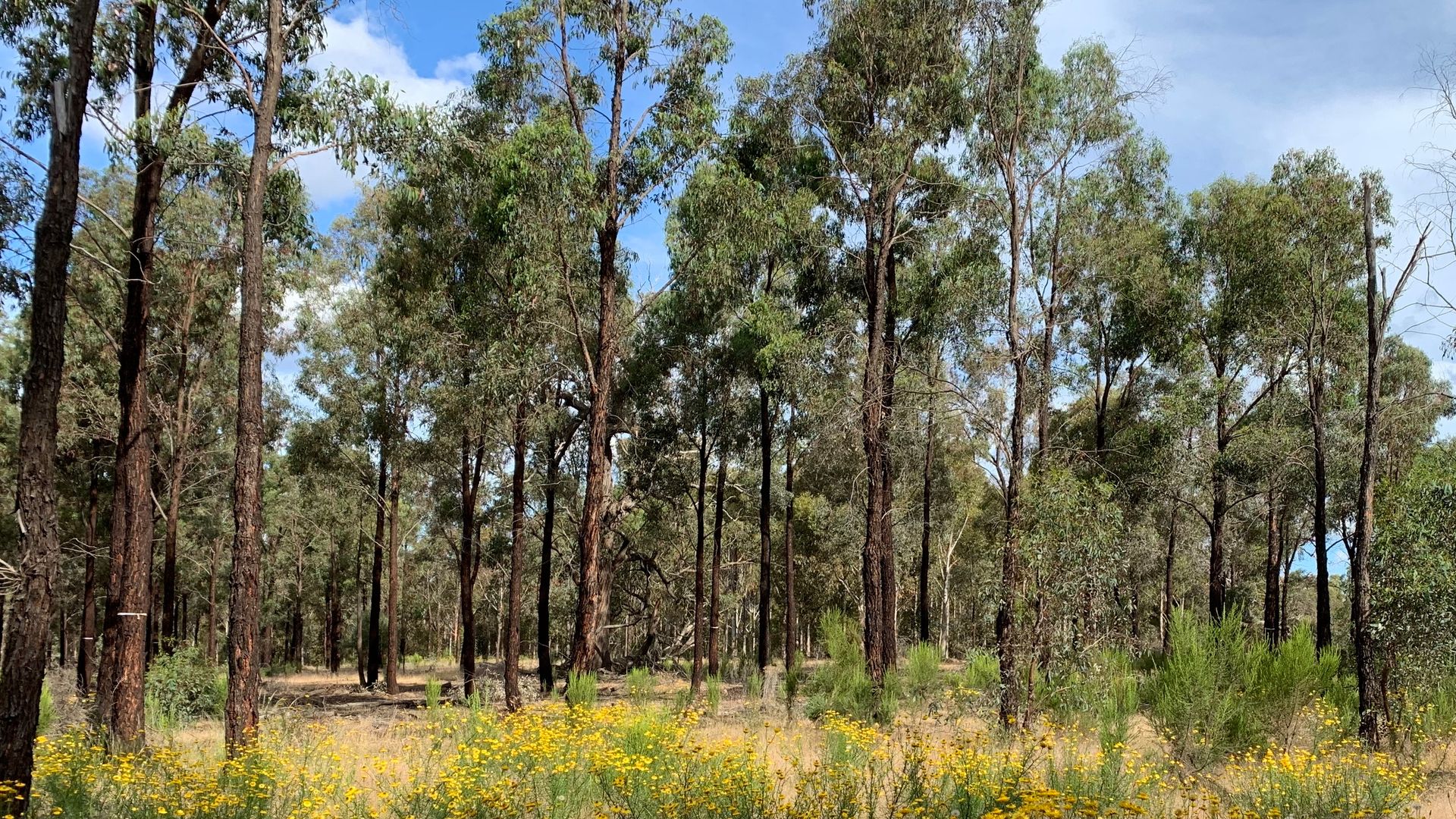 Regenerative Forestry with wood4good - UpLink - Contribution