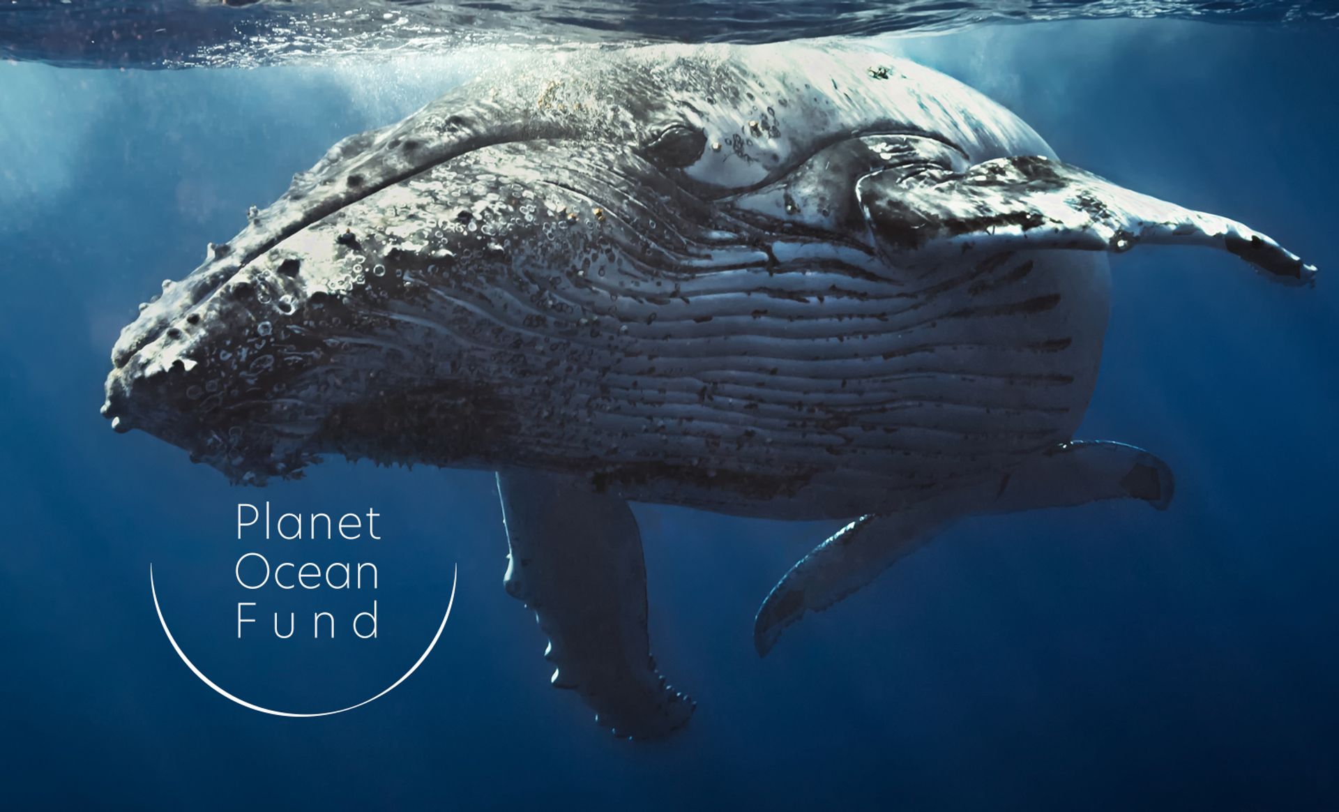 Contribution: Planet Ocean Fund - OIN Tool