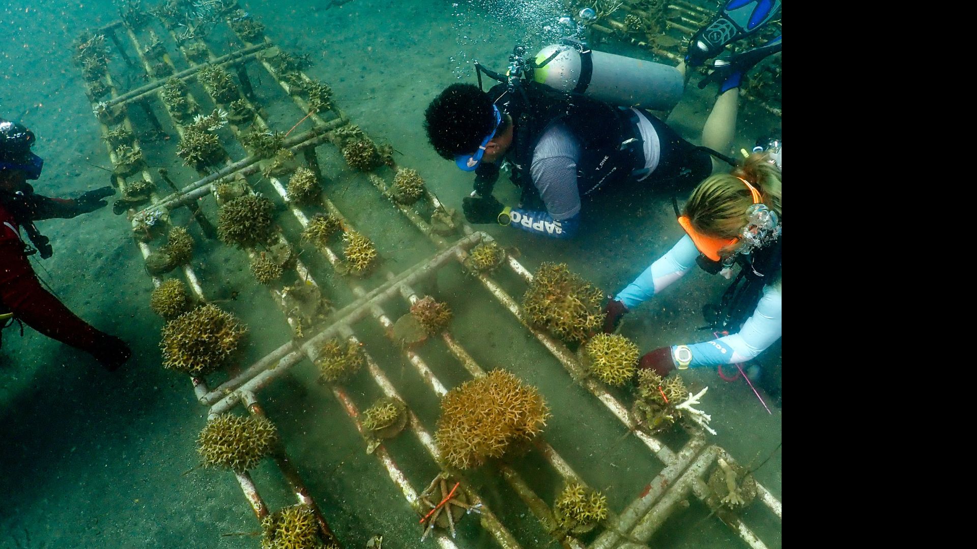 Reeformers: Uplifting community and biodiversity through coral transplantation - UpLink ...
