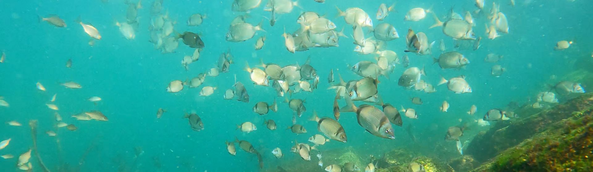 Anemo Robotics: Marine Biodiversity Monitoring around Offshore ...