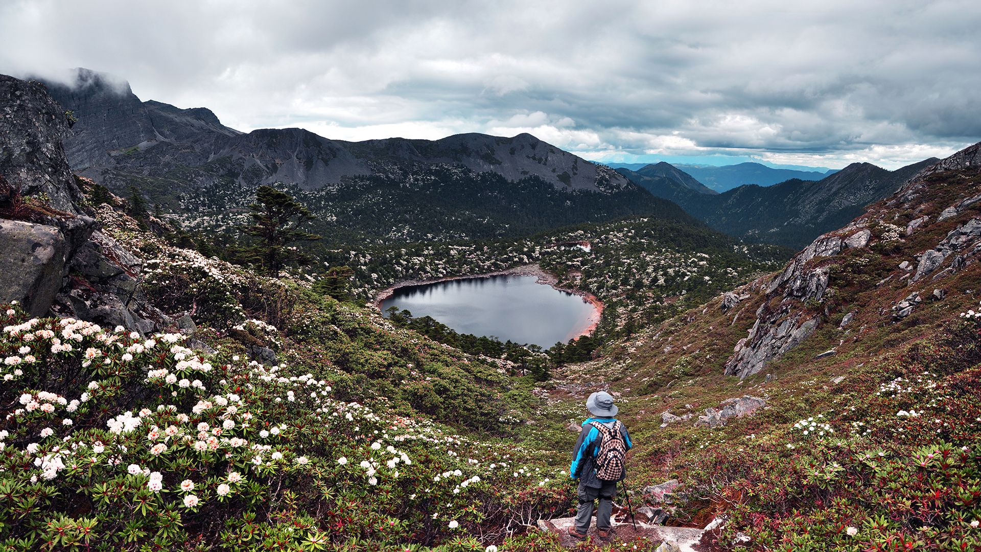 Contribution: Conservation of endangered alpine plants in the Himalayan ...