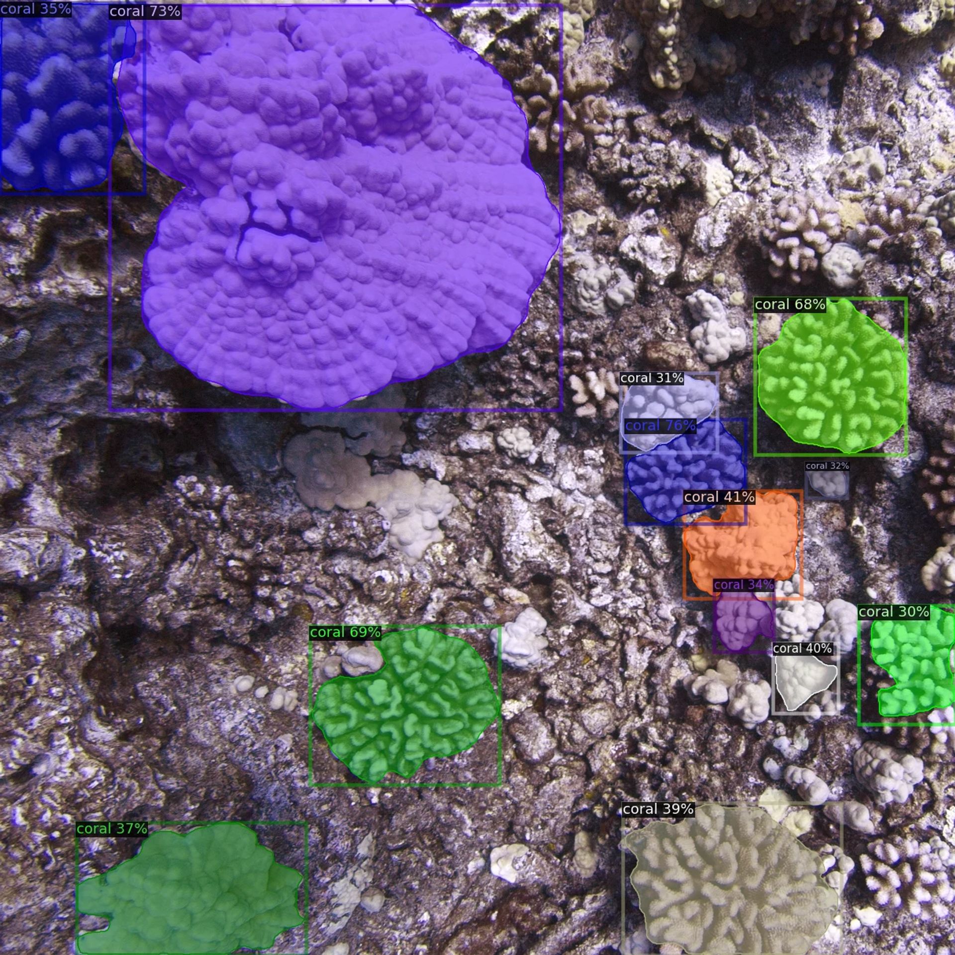 Reef Support B.V.: AI Tools for Marine Ecosystem Monitoring - UpLink ...